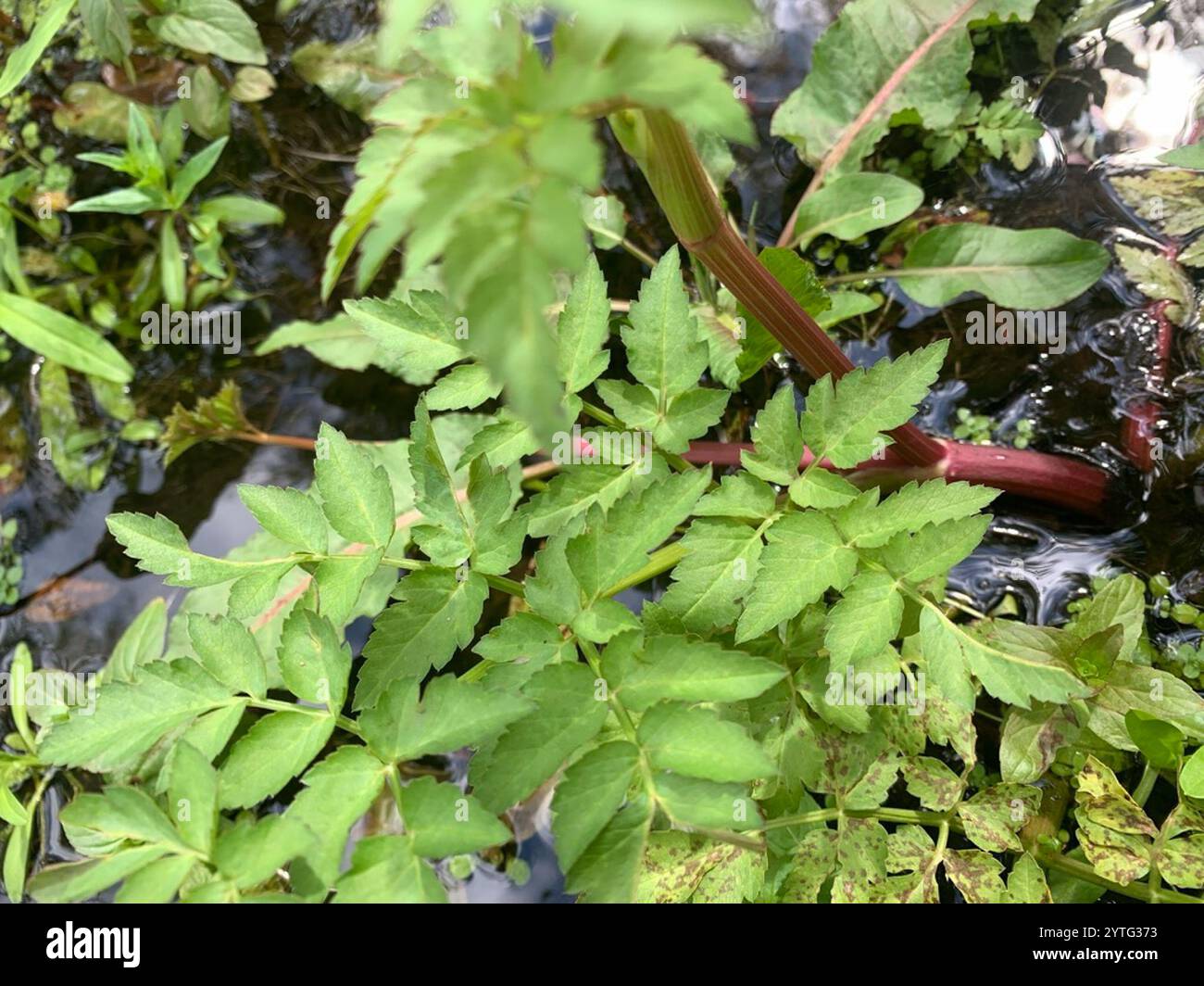 water hemlock (Cicuta maculata Stock Photo - Alamy