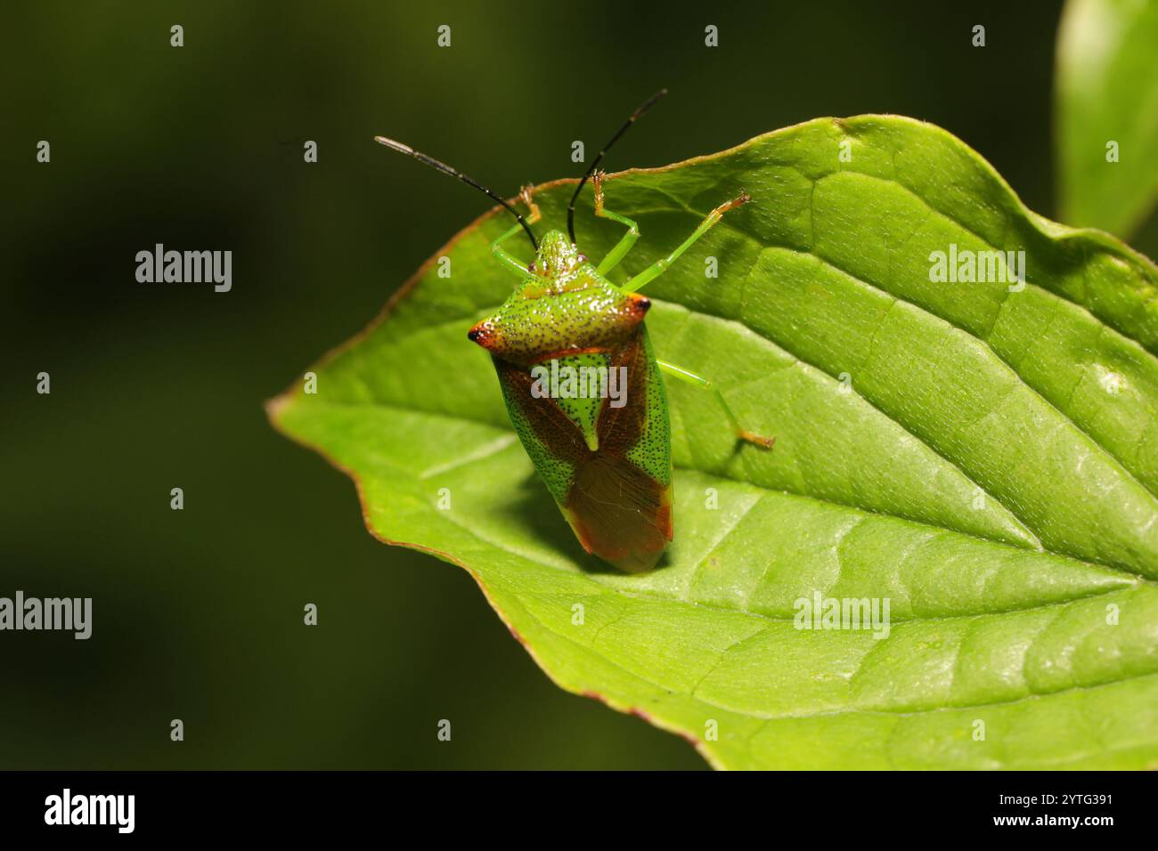 Hawthorn Shield Bug (Acanthosoma haemorrhoidale Stock Photo - Alamy