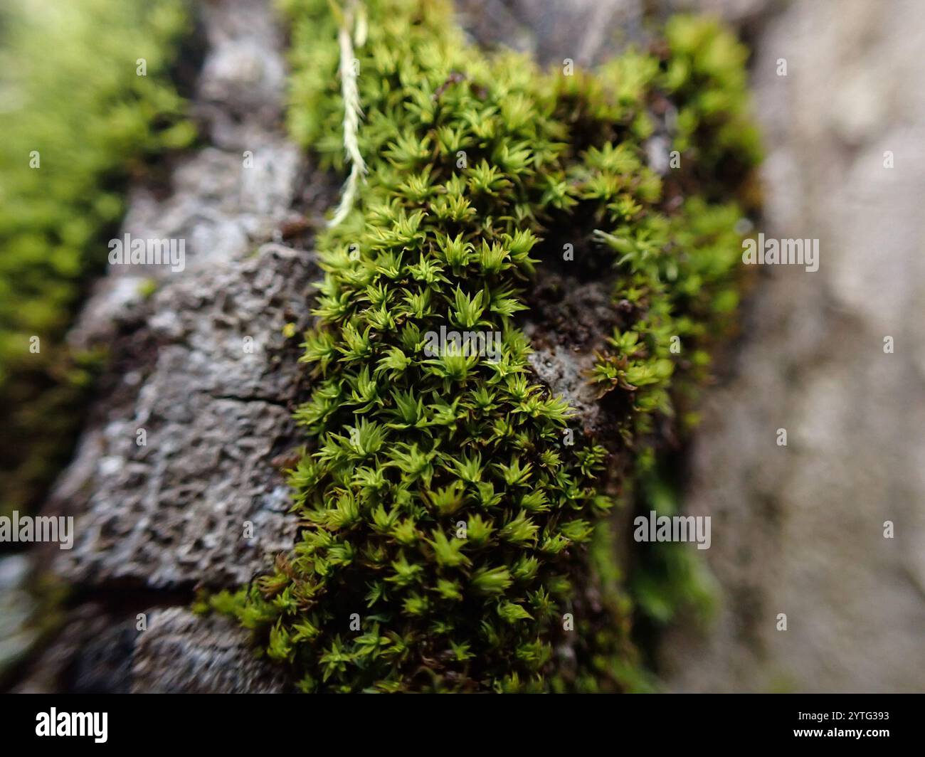 Park Yoke-moss (Zygodon rupestris Stock Photo - Alamy