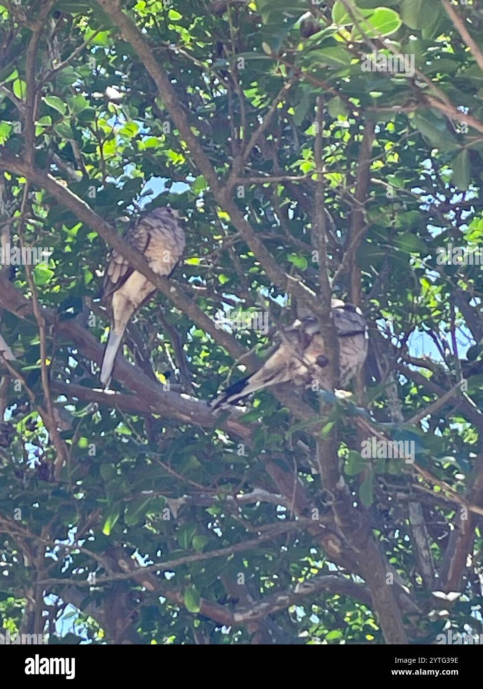 Inca Dove (Columbina inca Stock Photo - Alamy