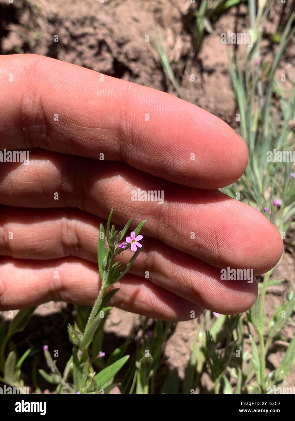 slender phlox (Microsteris gracilis Stock Photo - Alamy