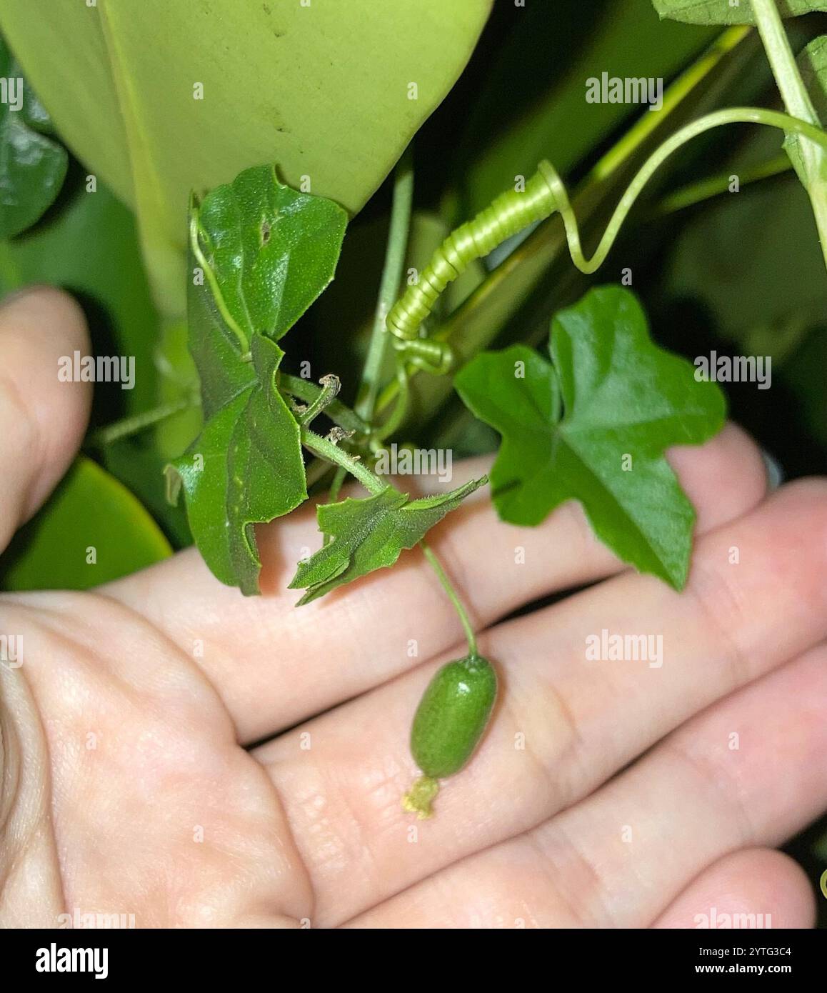 creeping cucumber (Melothria pendula Stock Photo - Alamy
