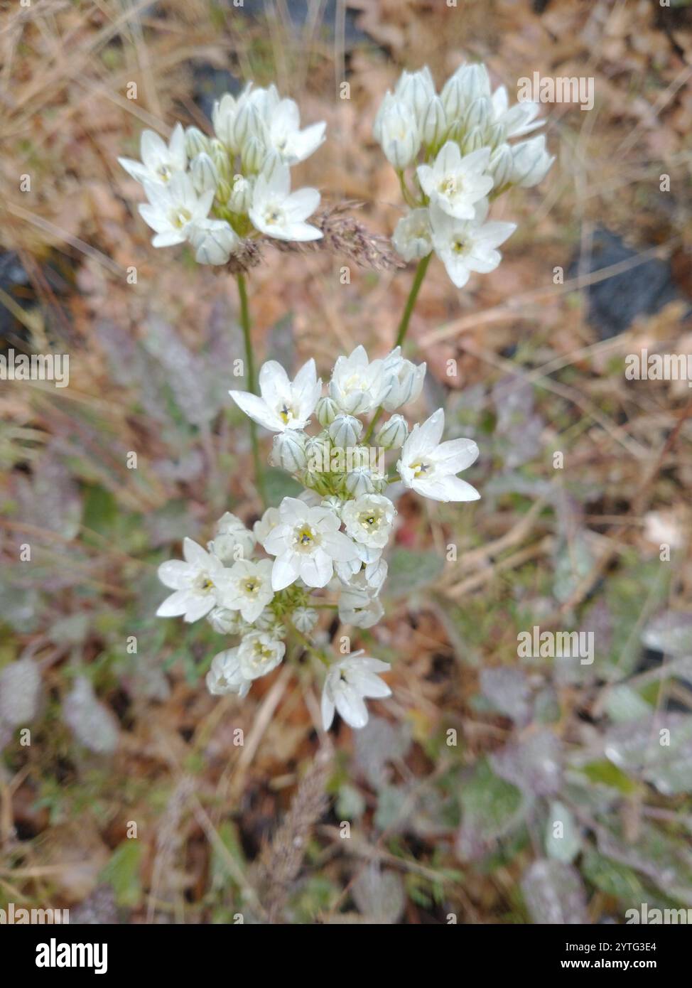 white brodiaea (Triteleia hyacinthina Stock Photo - Alamy