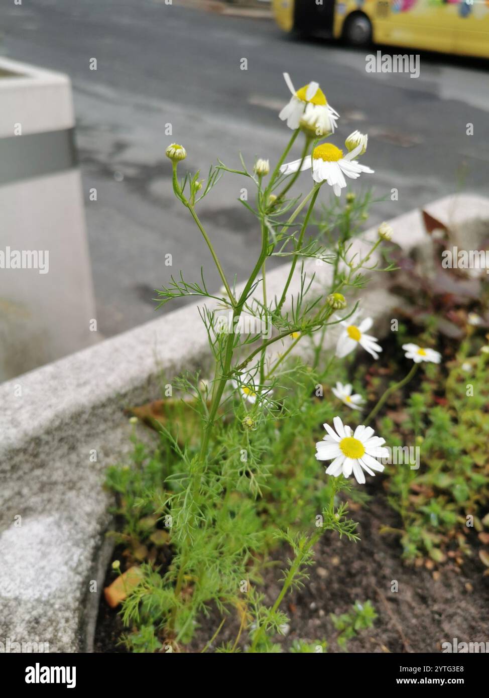 scentless mayweed (Tripleurospermum inodorum Stock Photo - Alamy