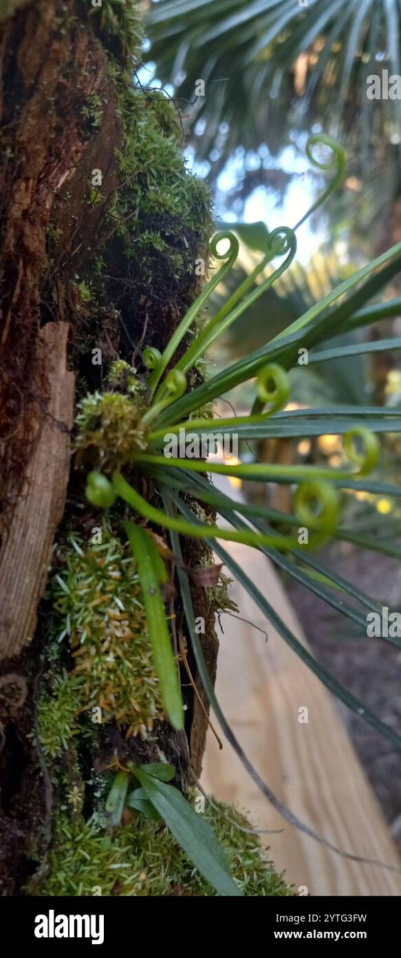 Shoestring Fern (Vittaria lineata Stock Photo - Alamy
