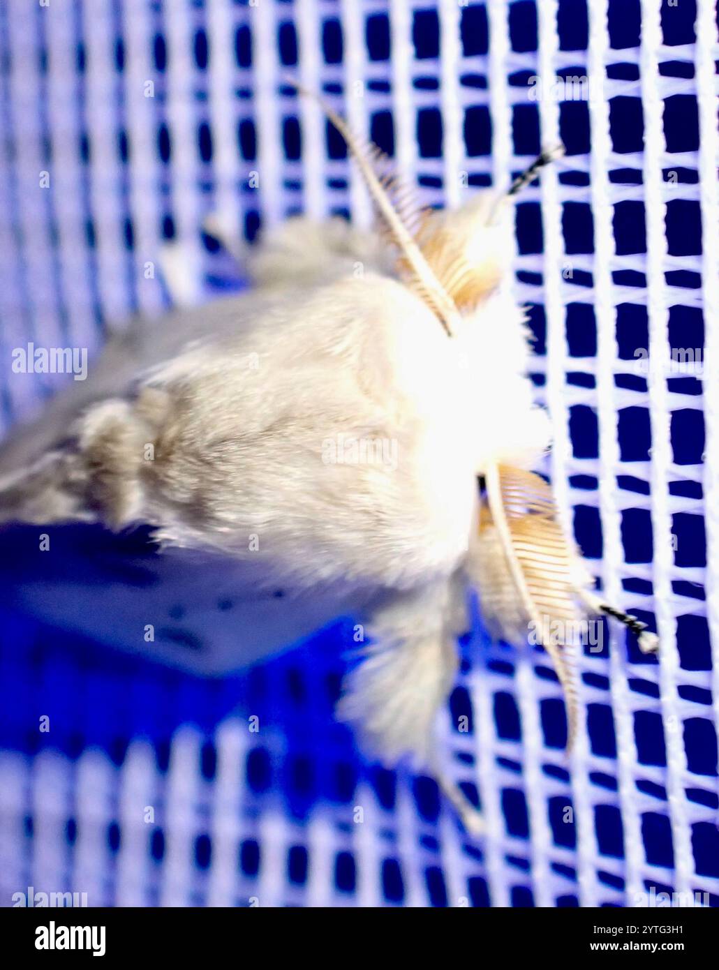 Fig tree moth (Naroma varipes Stock Photo - Alamy