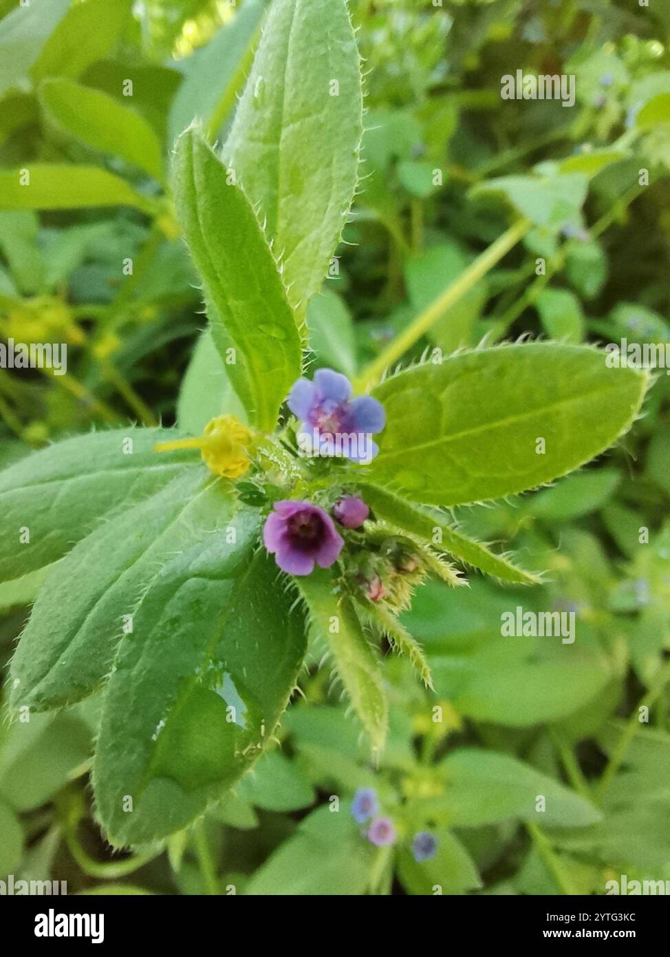 Asperugo procumbens hi-res stock photography and images - Alamy