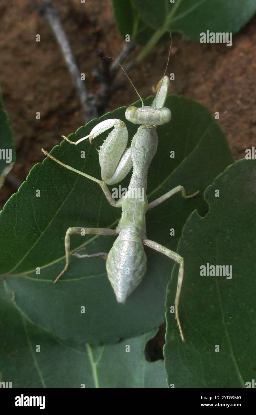 Wide-armed Mantis (Cilnia humeralis Stock Photo - Alamy
