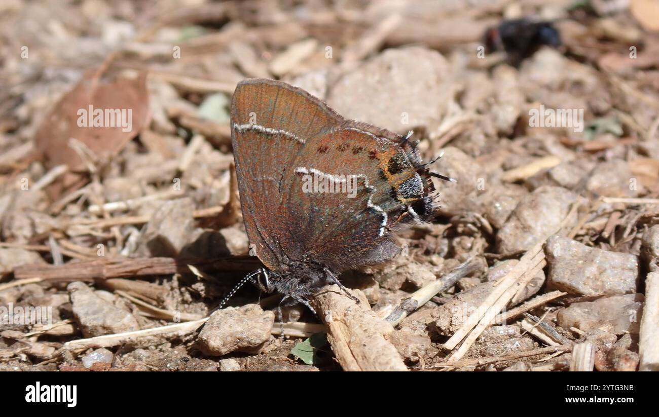 Callophrys spinetorum hi-res stock photography and images - Alamy