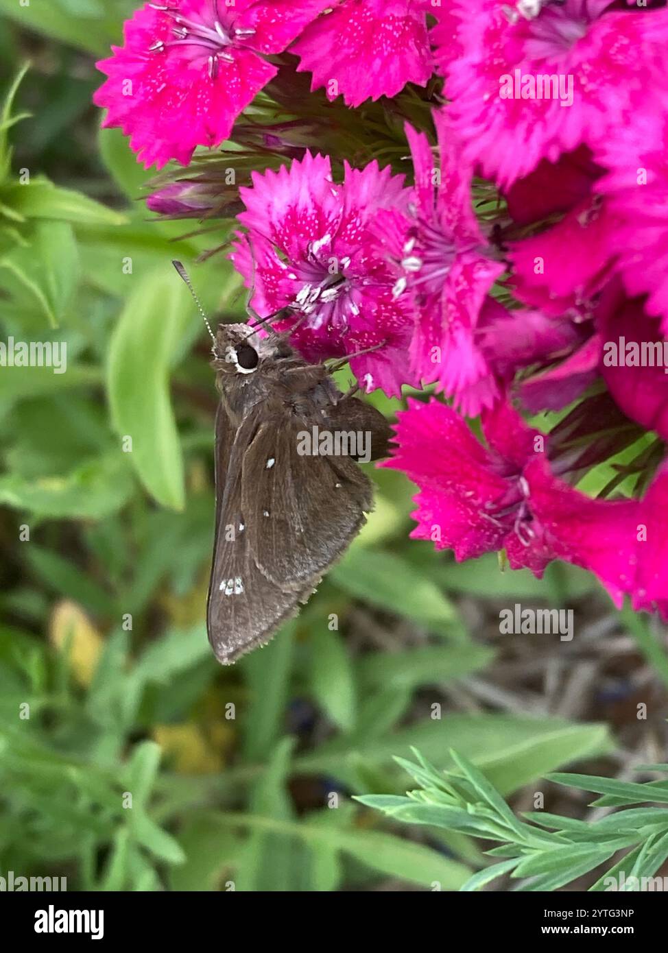 Atrytonopsis hianna hi-res stock photography and images - Alamy