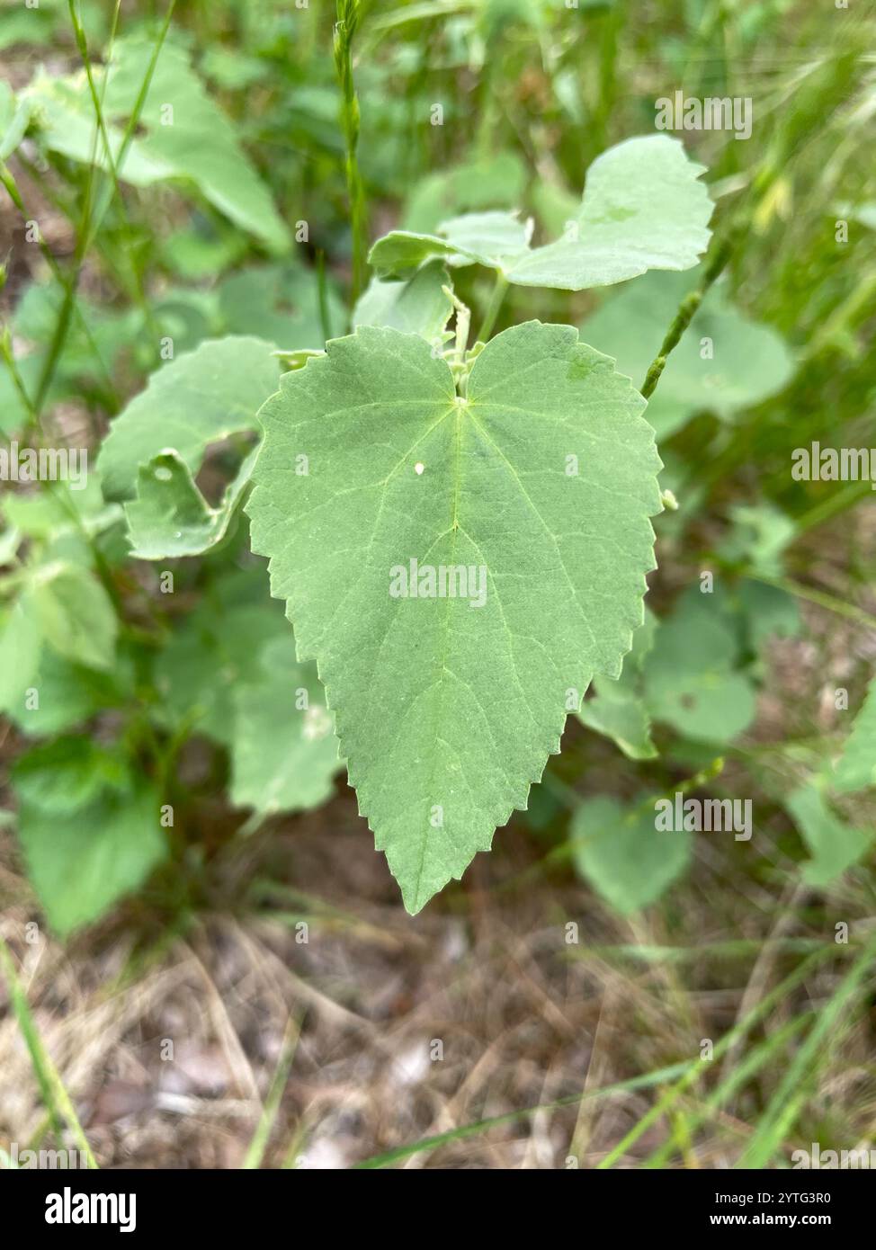 sweet Indian Mallow (Abutilon fruticosum Stock Photo - Alamy