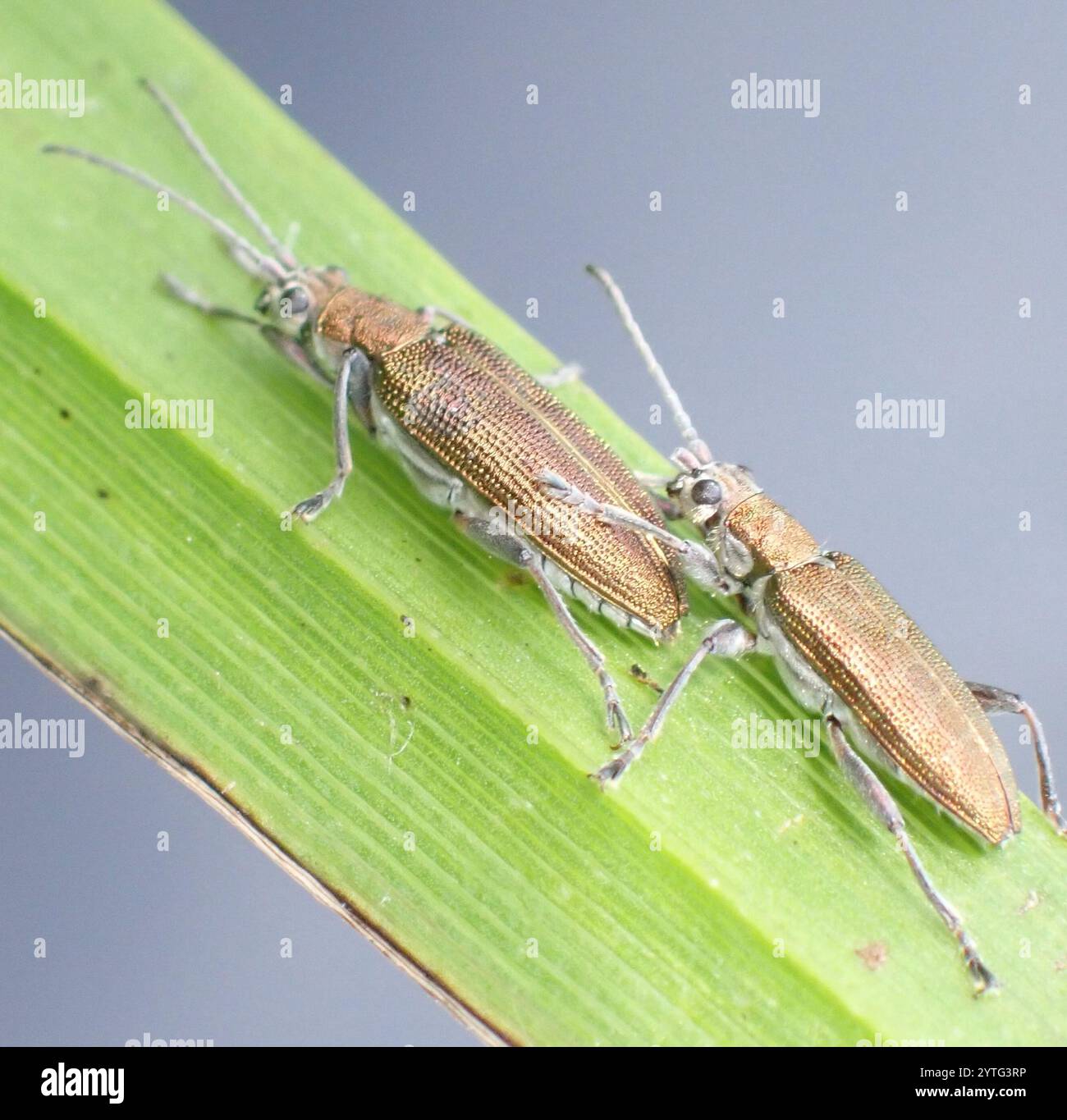 Donacia vulgaris hi-res stock photography and images - Alamy