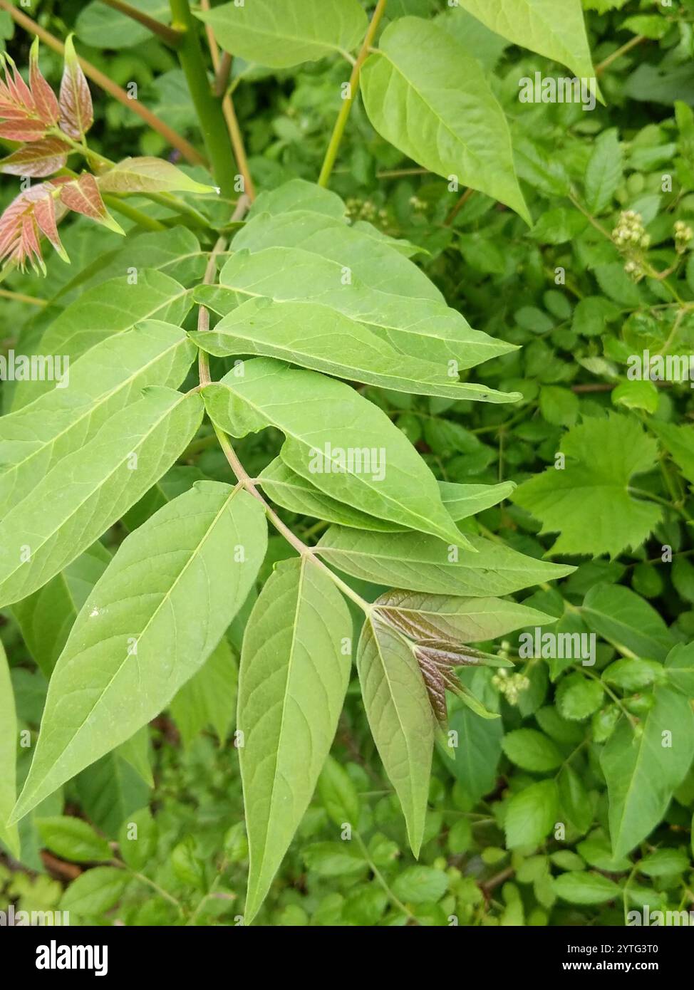 tree-of-heaven (Ailanthus altissima Stock Photo - Alamy