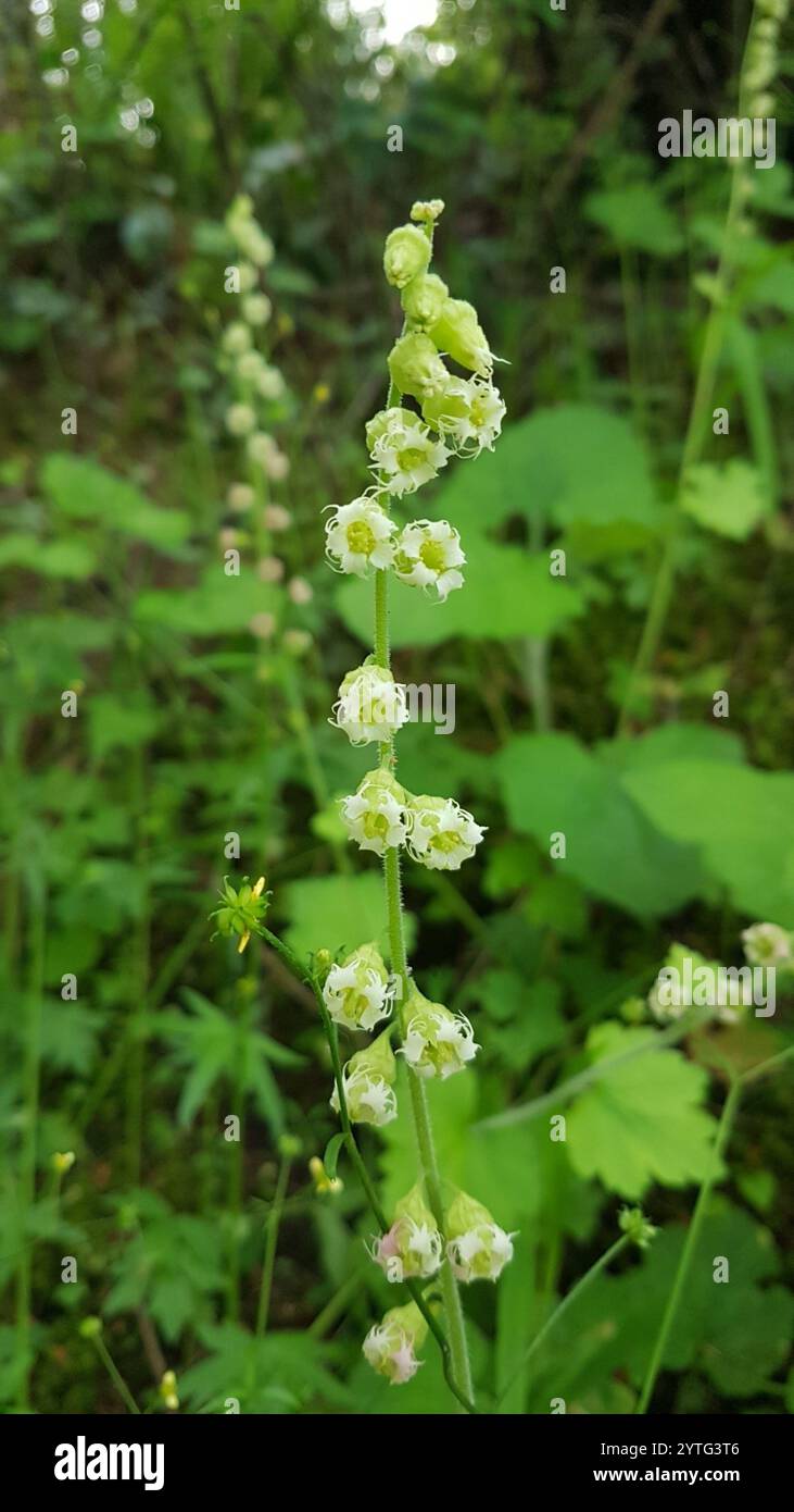 fringe cups (Tellima grandiflora Stock Photo - Alamy