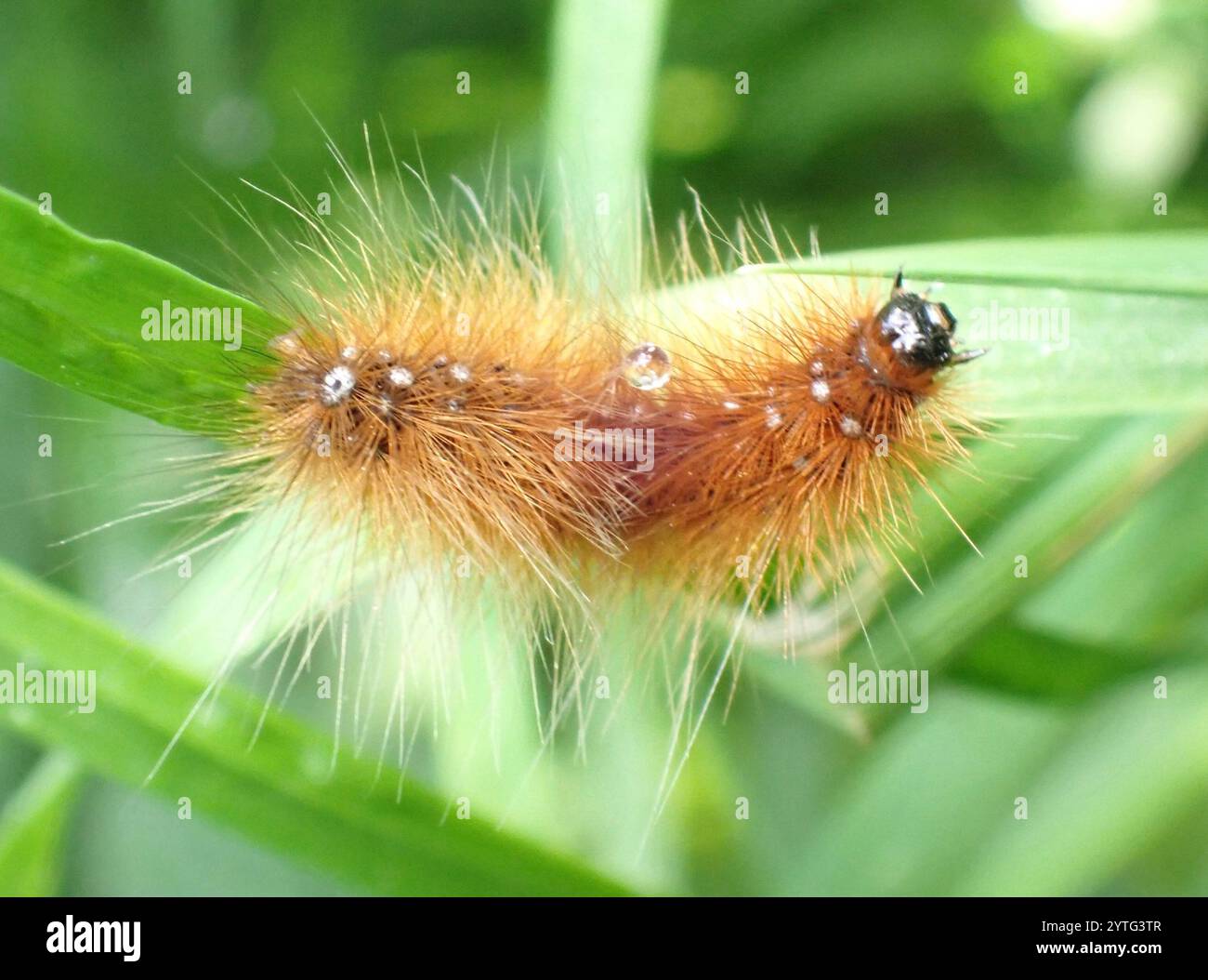 Garden Tiger (Arctia caja Stock Photo - Alamy