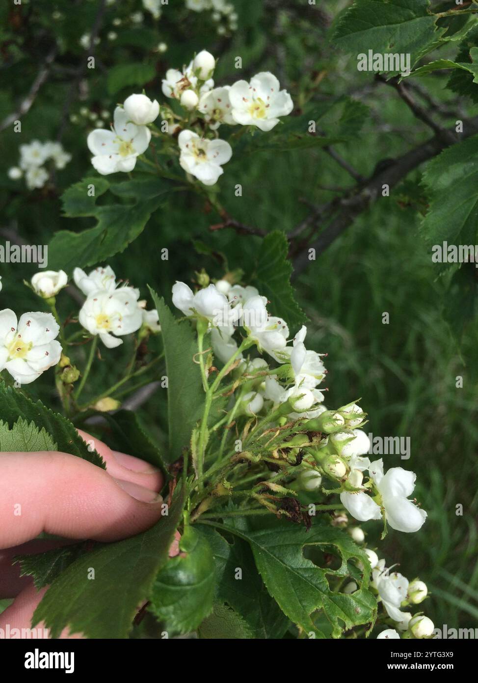Large-thorn hawthorn (Crataegus macracantha Stock Photo - Alamy