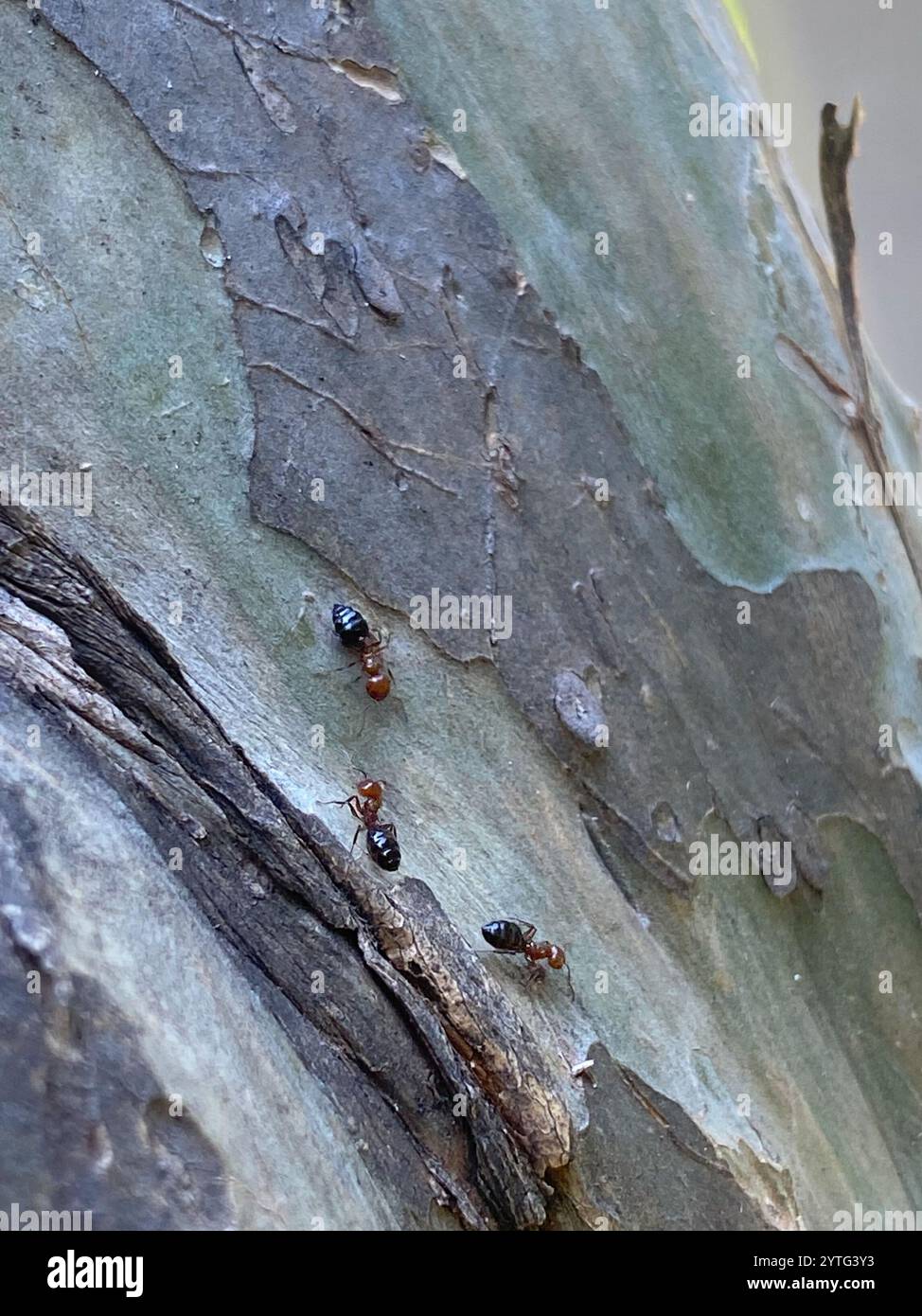 Shiny Acrobat Ant (Crematogaster laeviuscula Stock Photo - Alamy