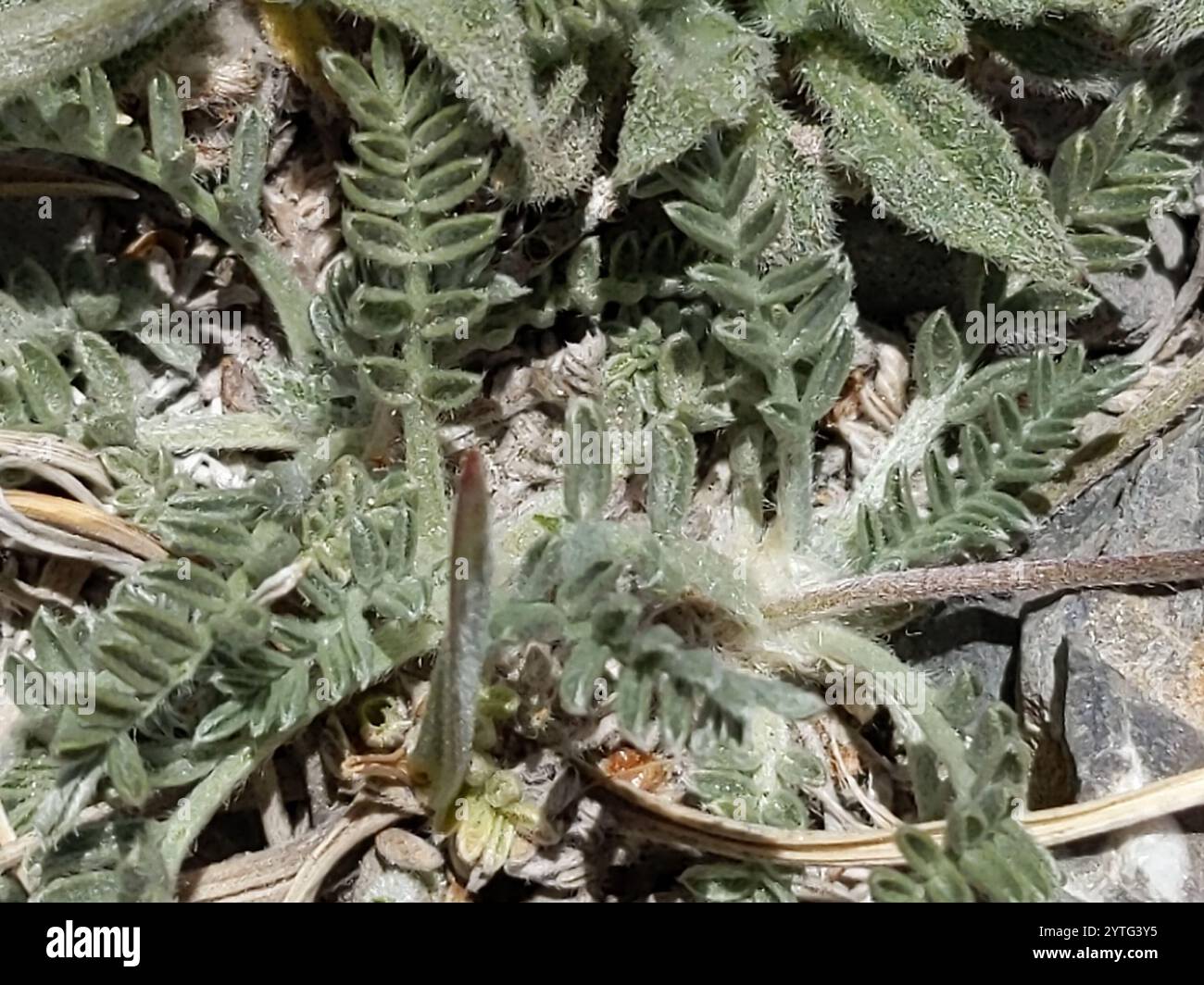 Mountain Oxytrope (Oxytropis oreophila Stock Photo - Alamy