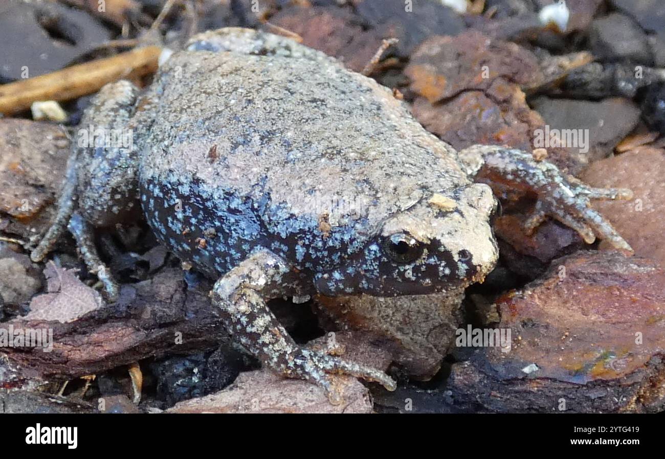 Eastern Narrow-mouthed Toad (Gastrophryne carolinensis Stock Photo - Alamy