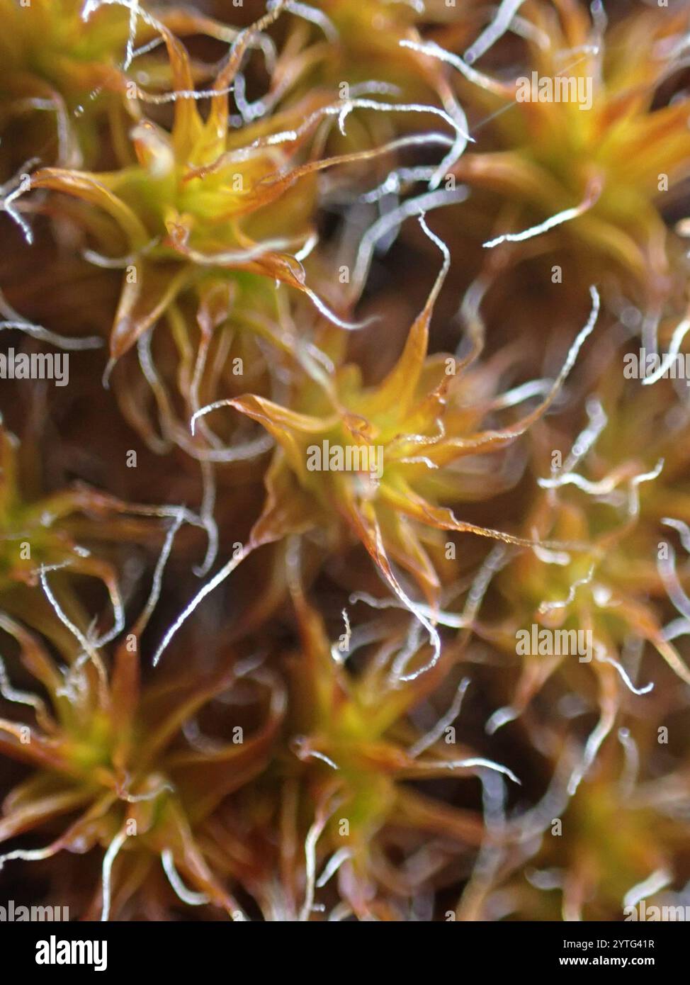 Syntrichia ruralis hi-res stock photography and images - Alamy