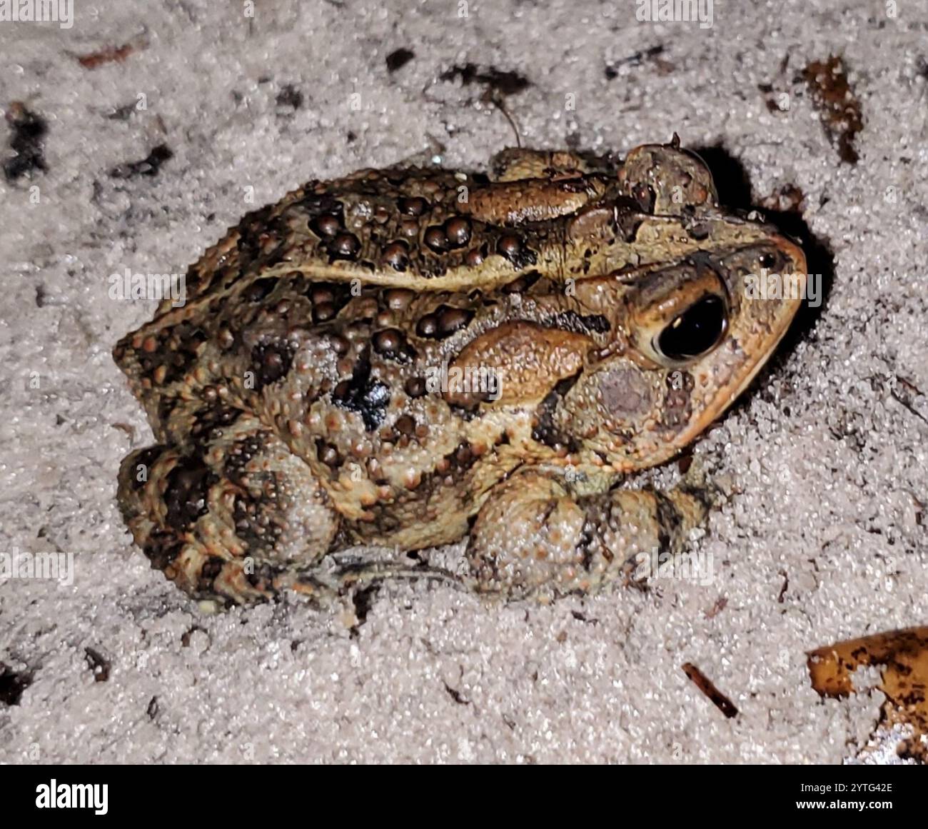 Southern Toad (Anaxyrus terrestris Stock Photo - Alamy
