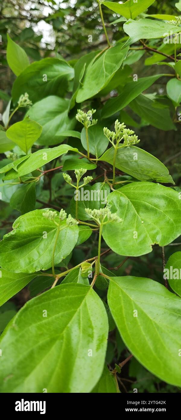 hydrangea family (Hydrangeaceae Stock Photo - Alamy