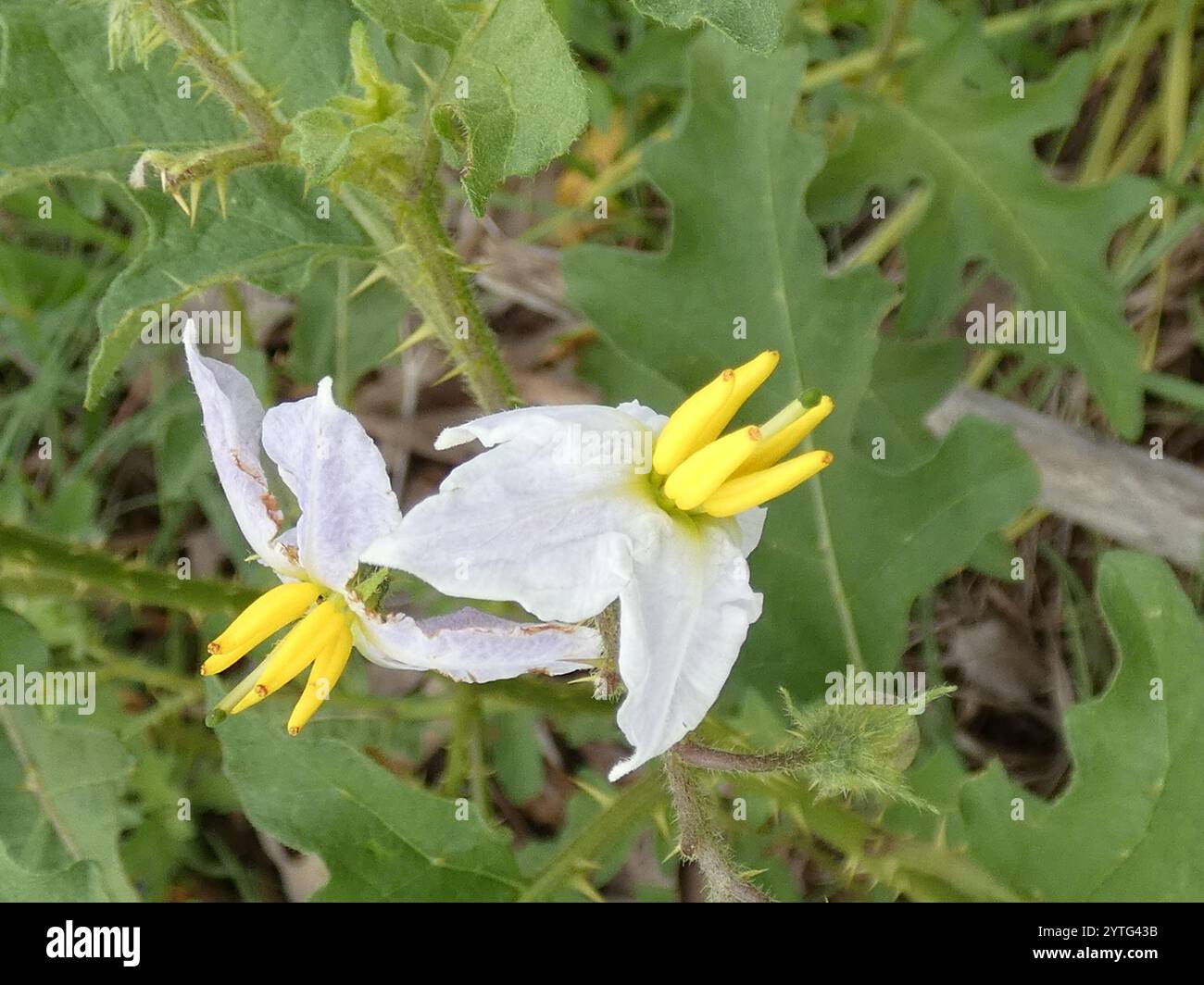 Carolina horsenettle (Solanum carolinense Stock Photo - Alamy