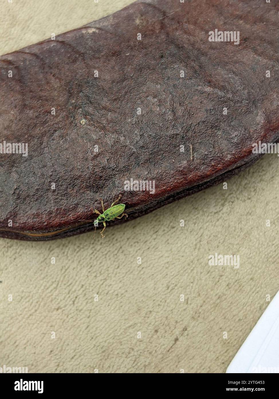 Green Immigrant Leaf Weevil (Polydrusus formosus Stock Photo - Alamy