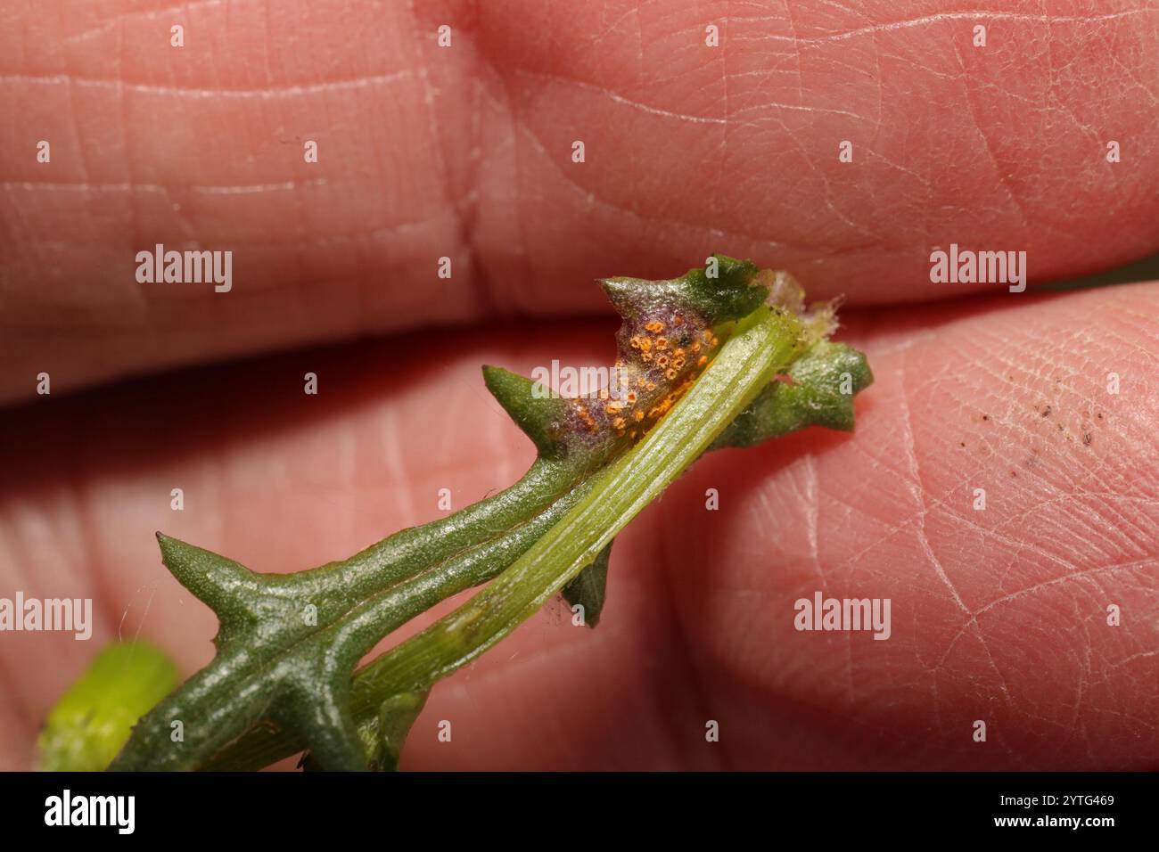 Groundsel crown rust (Puccinia lagenophorae Stock Photo - Alamy