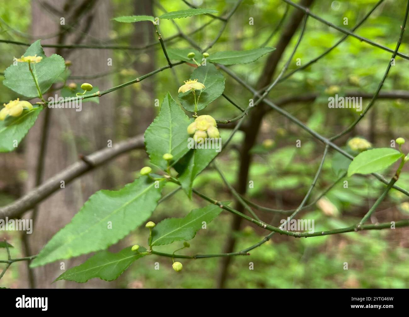 strawberry bush (Euonymus americanus Stock Photo - Alamy