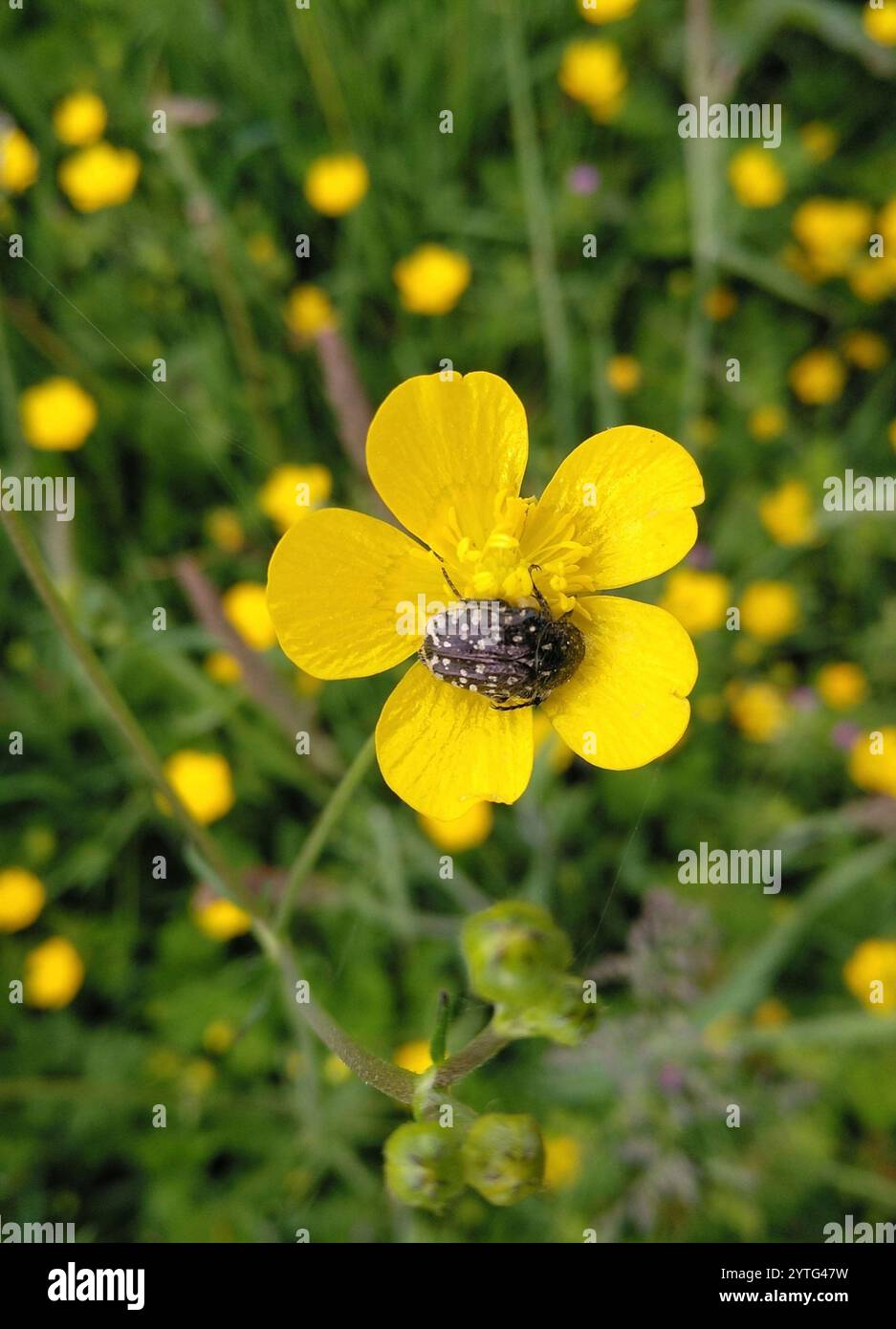 Mediterranean Spotted Chafer (Oxythyrea funesta Stock Photo - Alamy