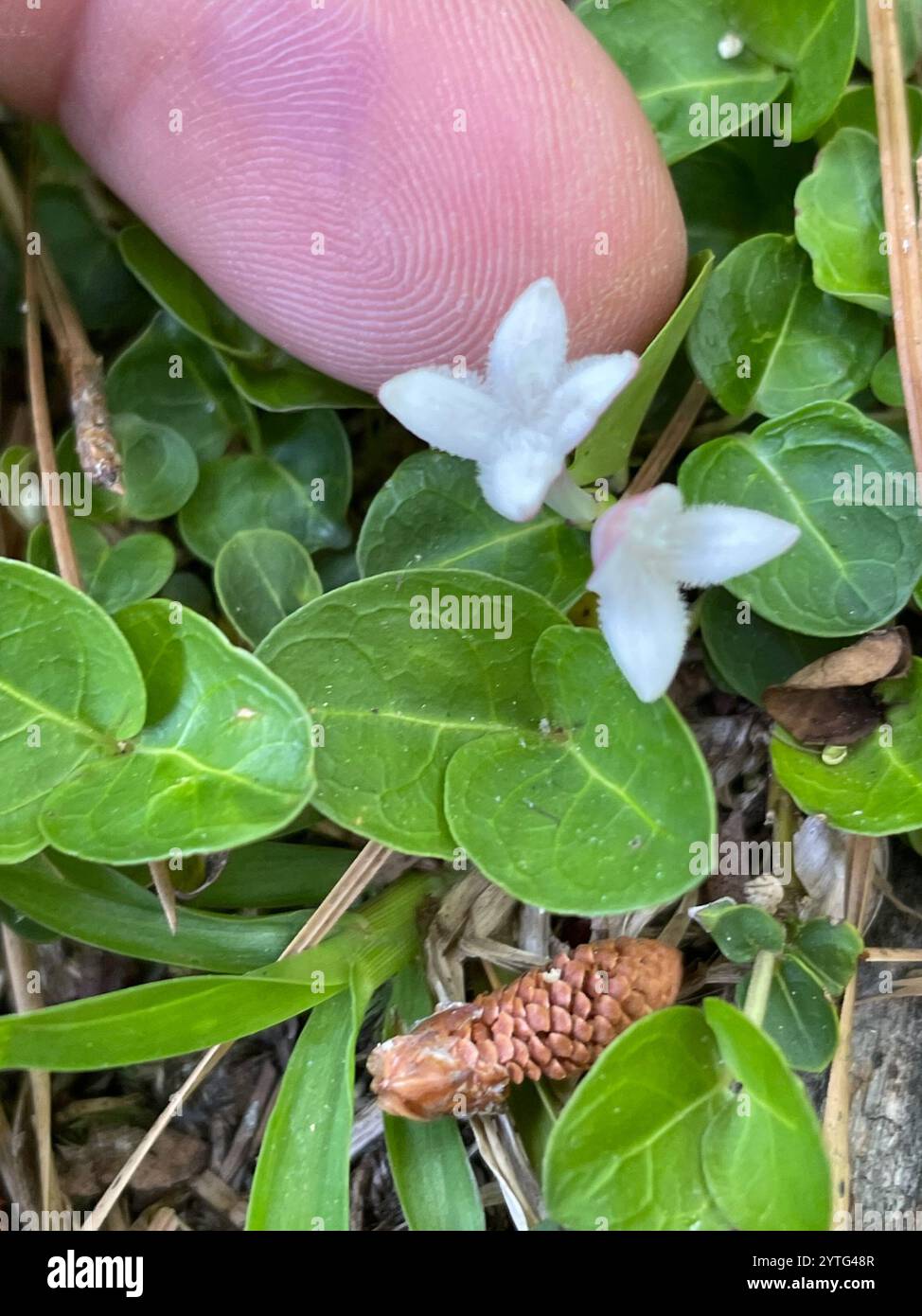 partridgeberry (Mitchella repens Stock Photo - Alamy