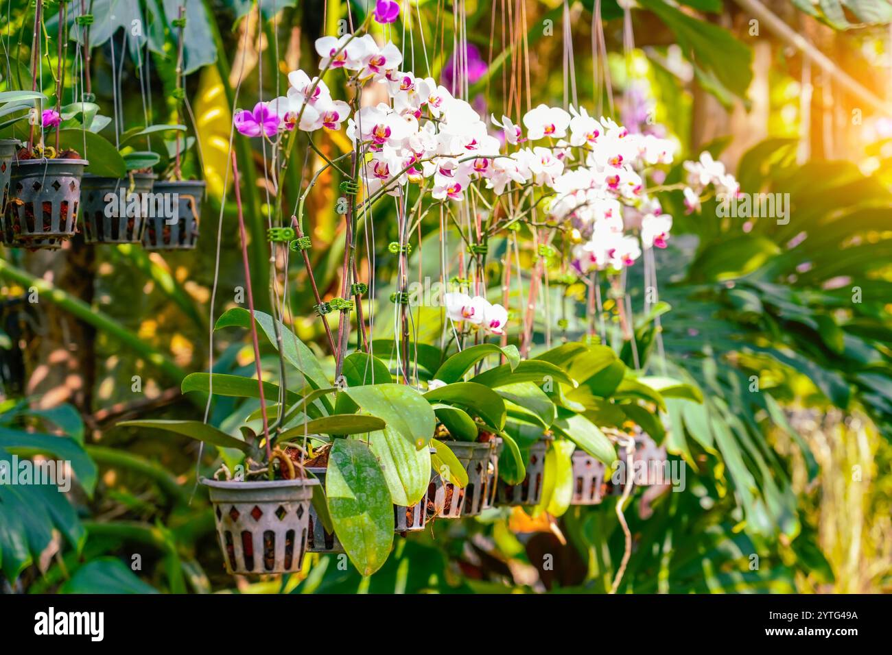 Tropical beautiful orchid flowers in pots in wet exotic garden ...