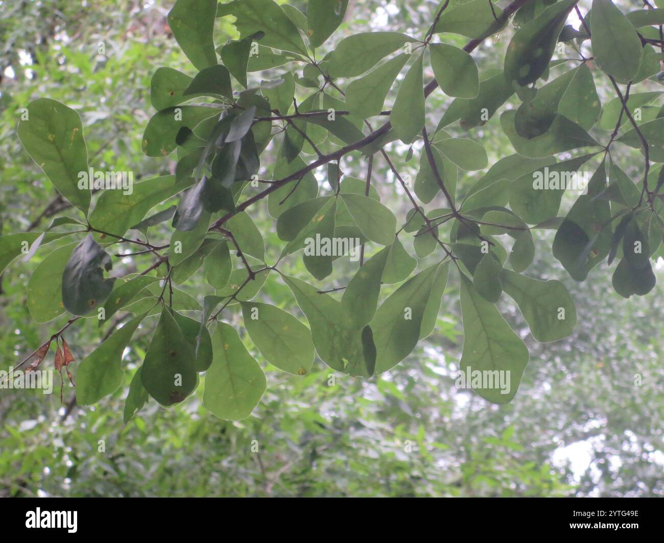 water oak (Quercus nigra Stock Photo - Alamy
