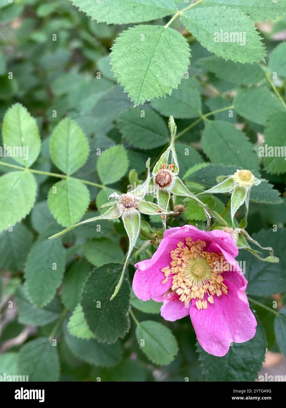 California Wild Rose (Rosa californica Stock Photo - Alamy