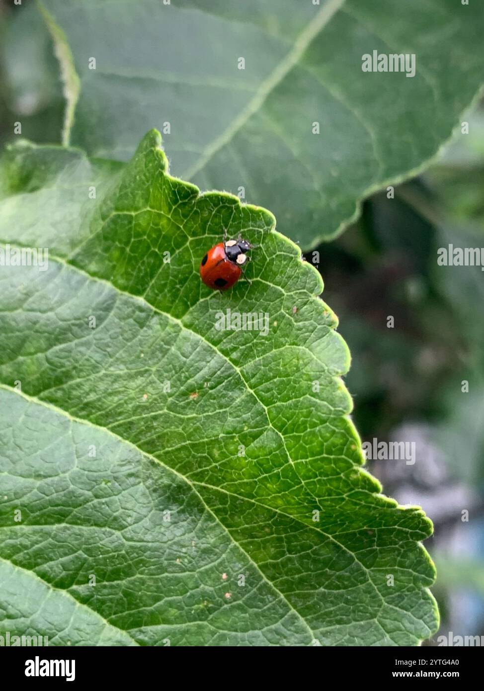 Two-spotted Lady Beetle (Adalia bipunctata Stock Photo - Alamy
