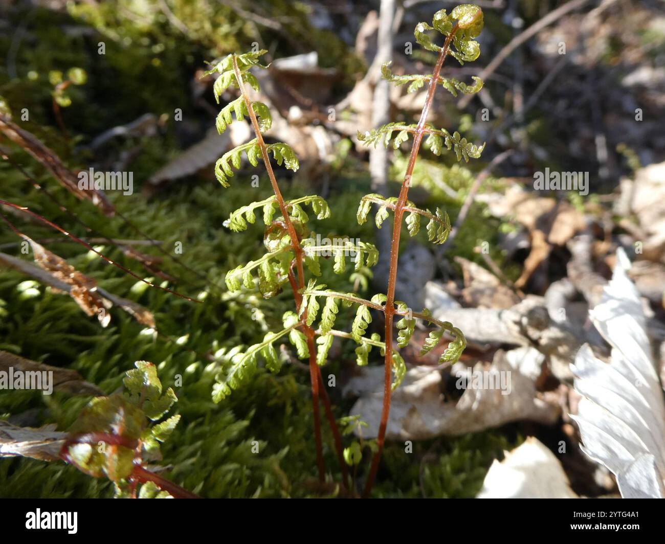 fragile ferns (Cystopteris Stock Photo - Alamy