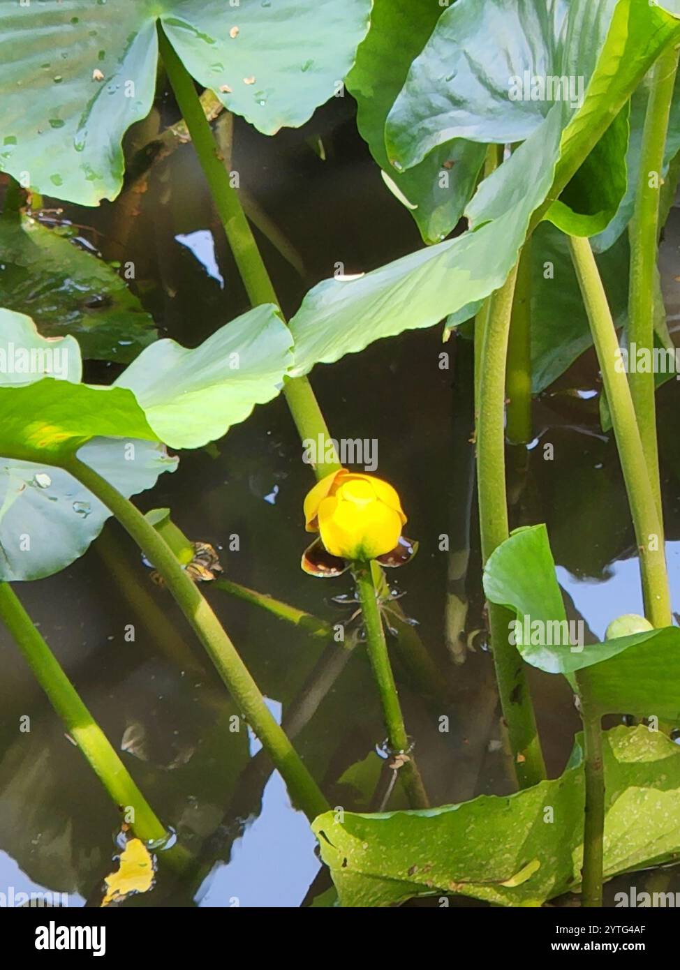 spatterdock (Nuphar advena Stock Photo - Alamy