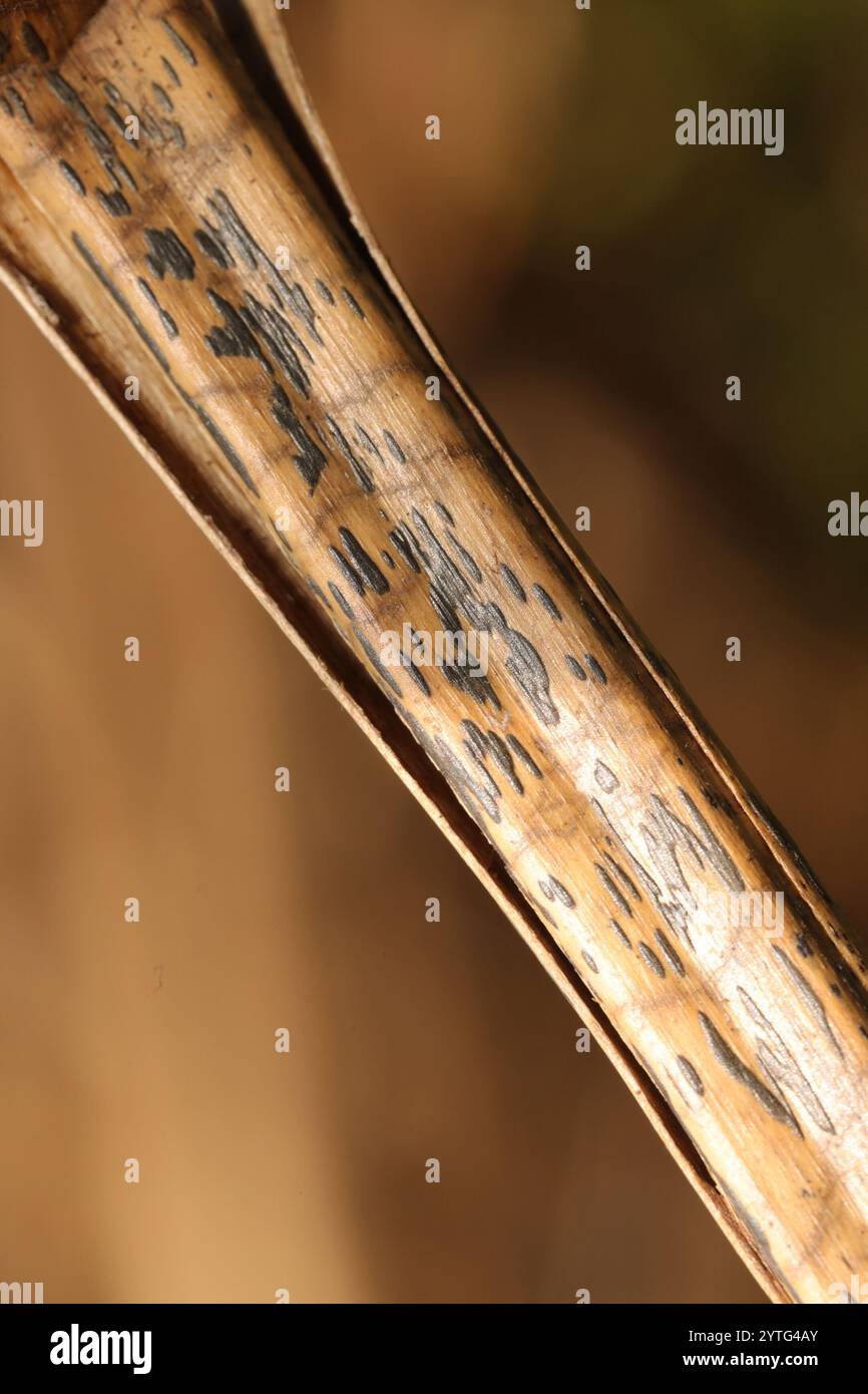 Bracken Map (Rhopographus filicinus Stock Photo - Alamy