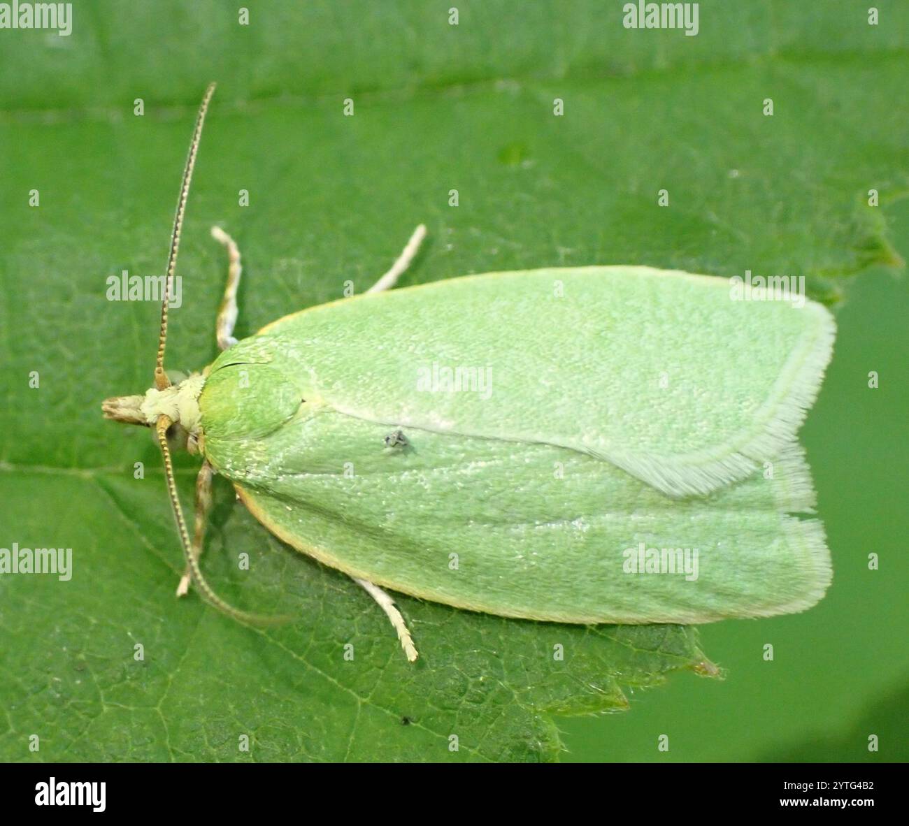 Green Oak Tortrix (Tortrix viridana Stock Photo - Alamy