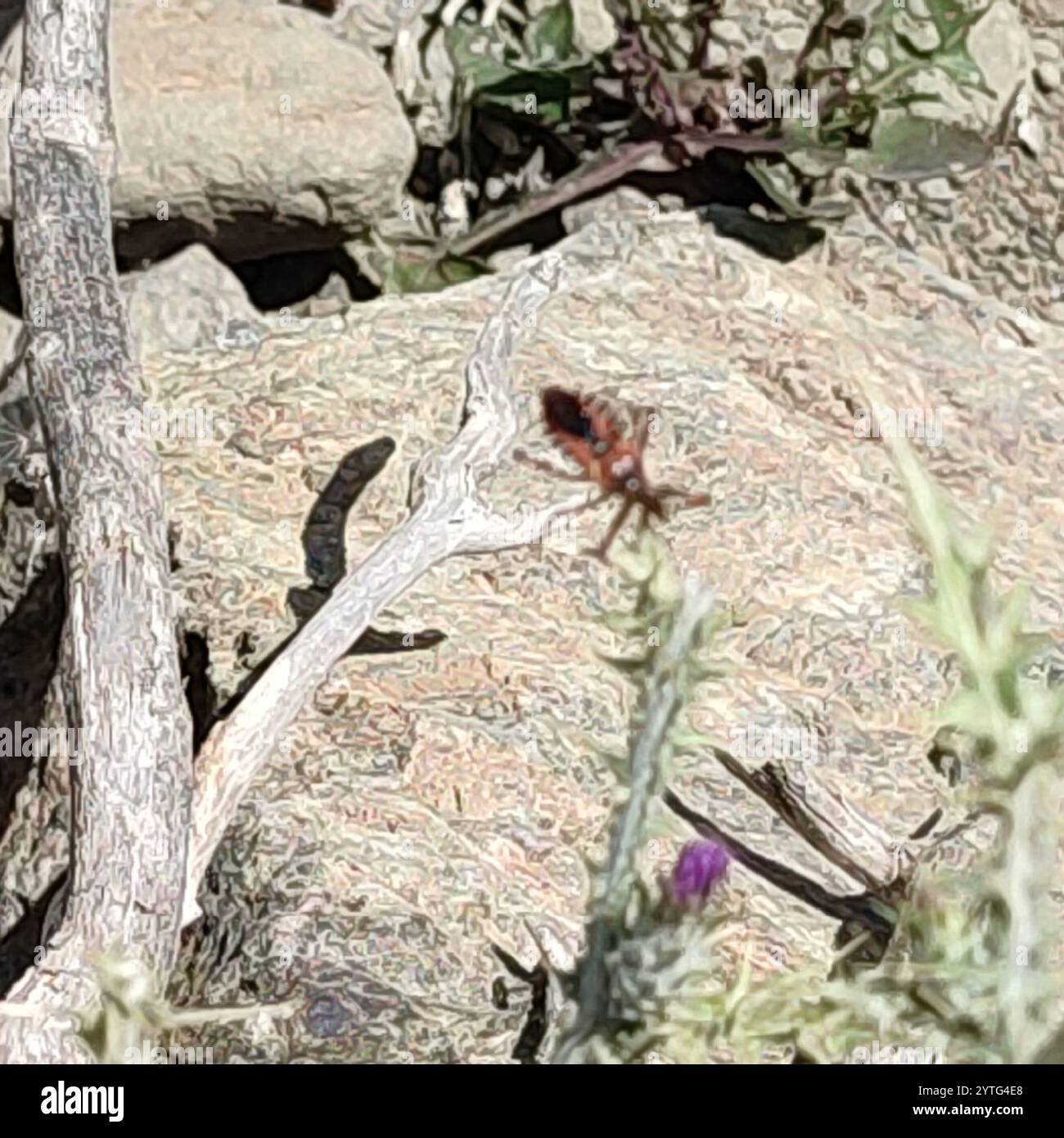 Flower Assassin Bugs (Rhynocoris Stock Photo - Alamy