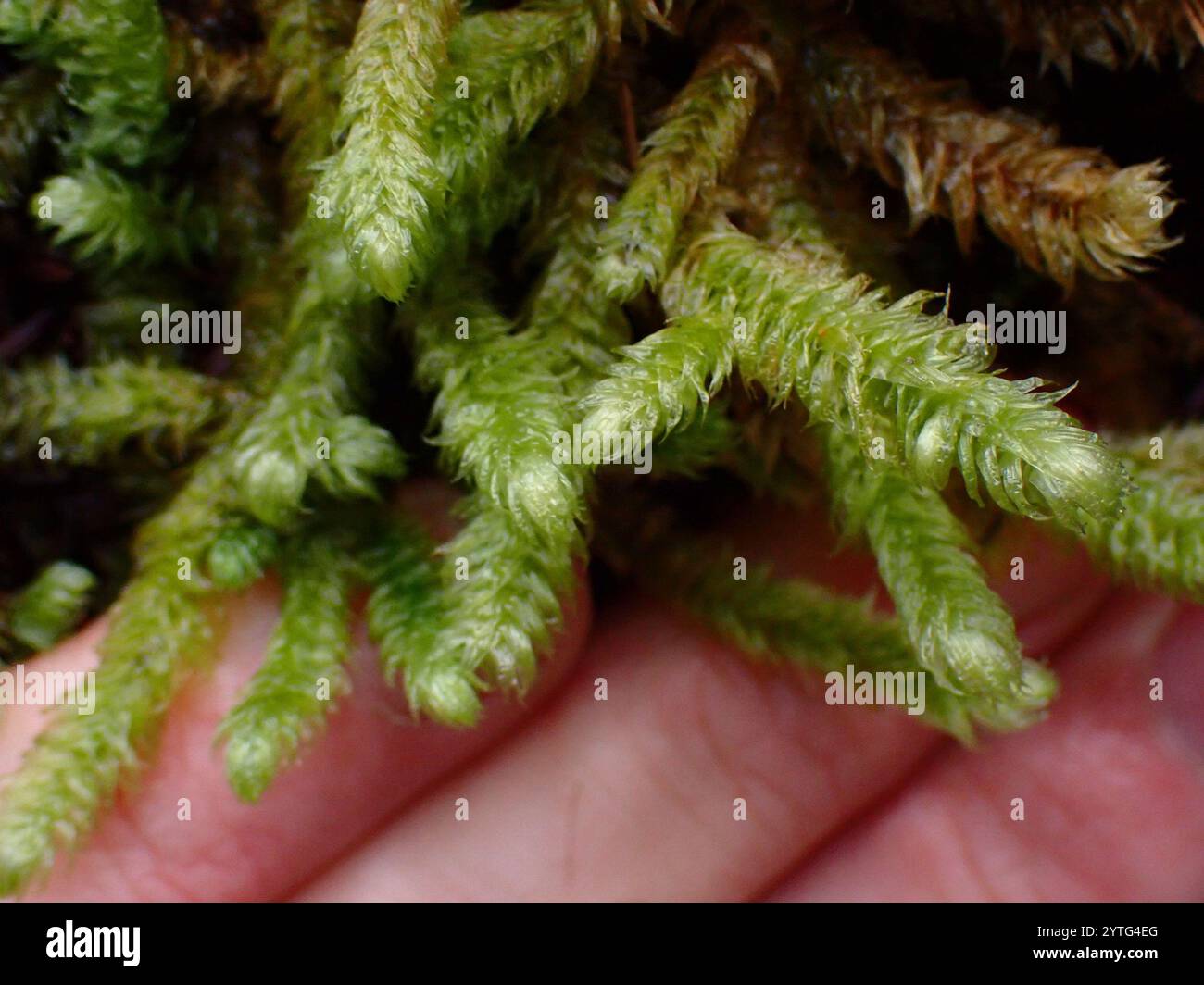 Pipecleaner Moss (Rhytidiopsis robusta Stock Photo - Alamy