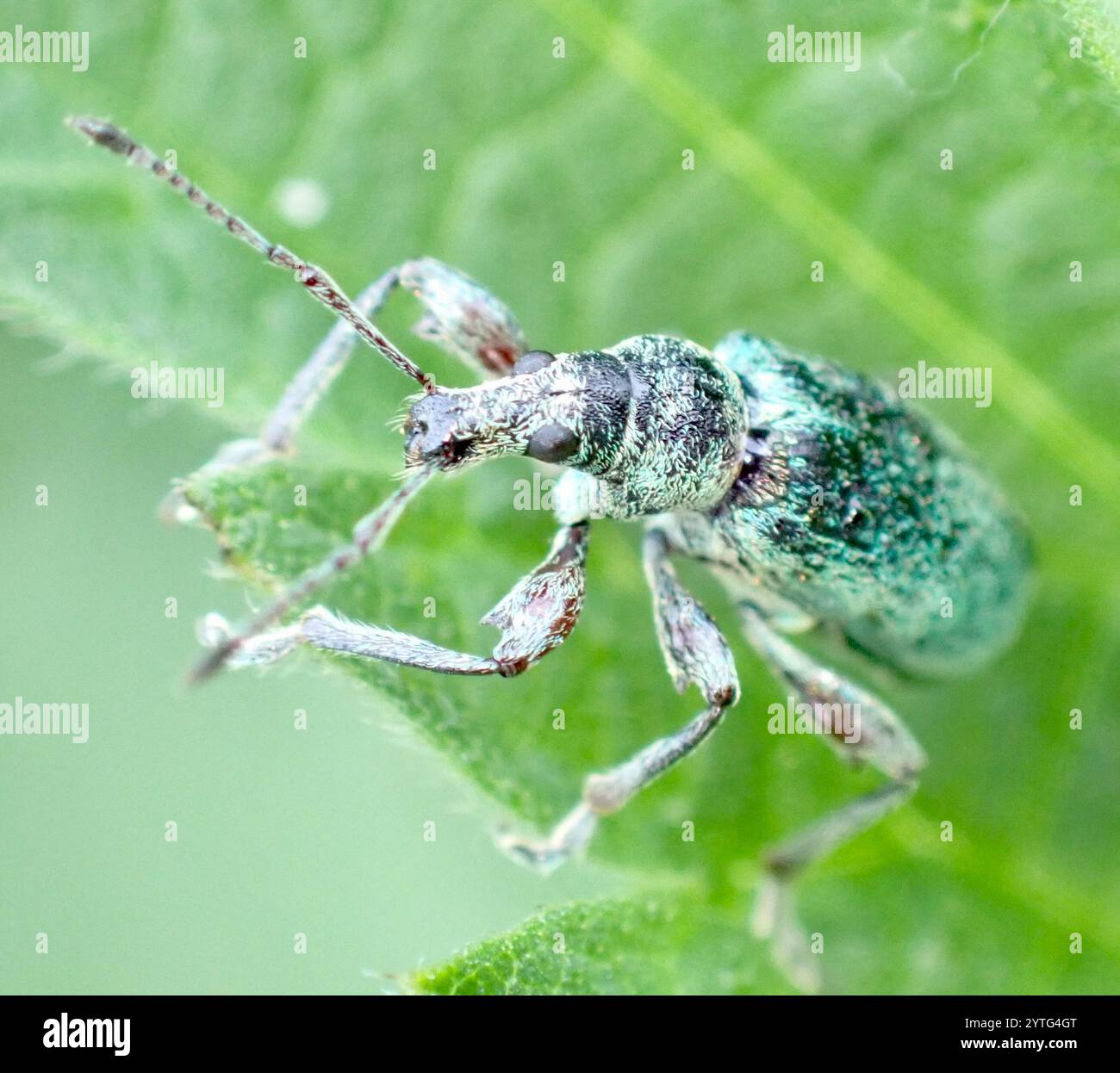 Nettle weevil (Phyllobius pomaceus Stock Photo - Alamy