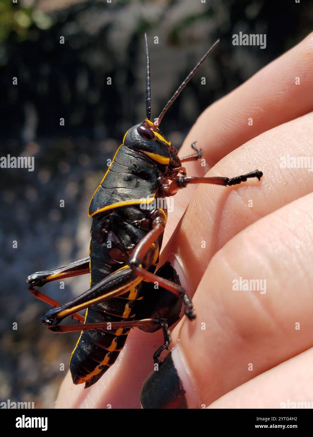Eastern Lubber Grasshopper (Romalea microptera Stock Photo - Alamy