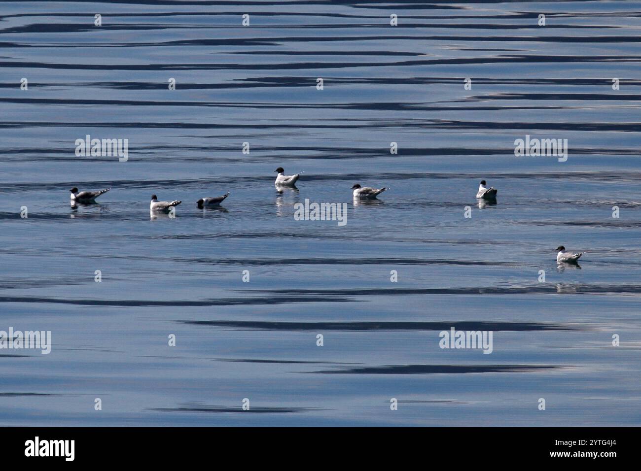 Sabine's Gull (Xema sabini Stock Photo - Alamy