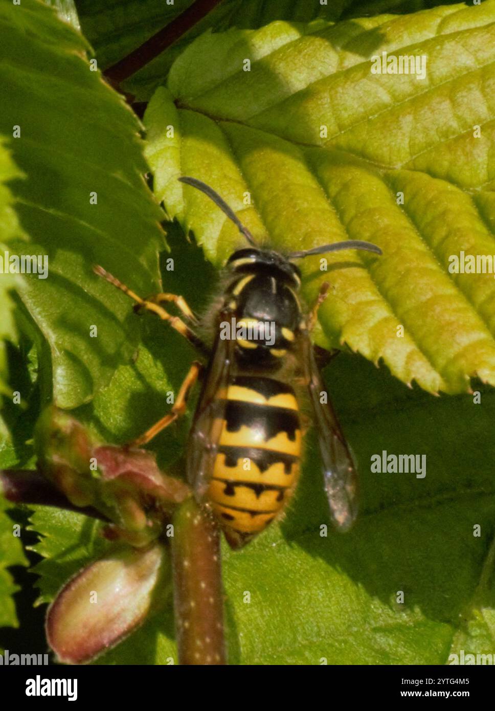 Common European Yellowjacket (Vespula vulgaris Stock Photo - Alamy