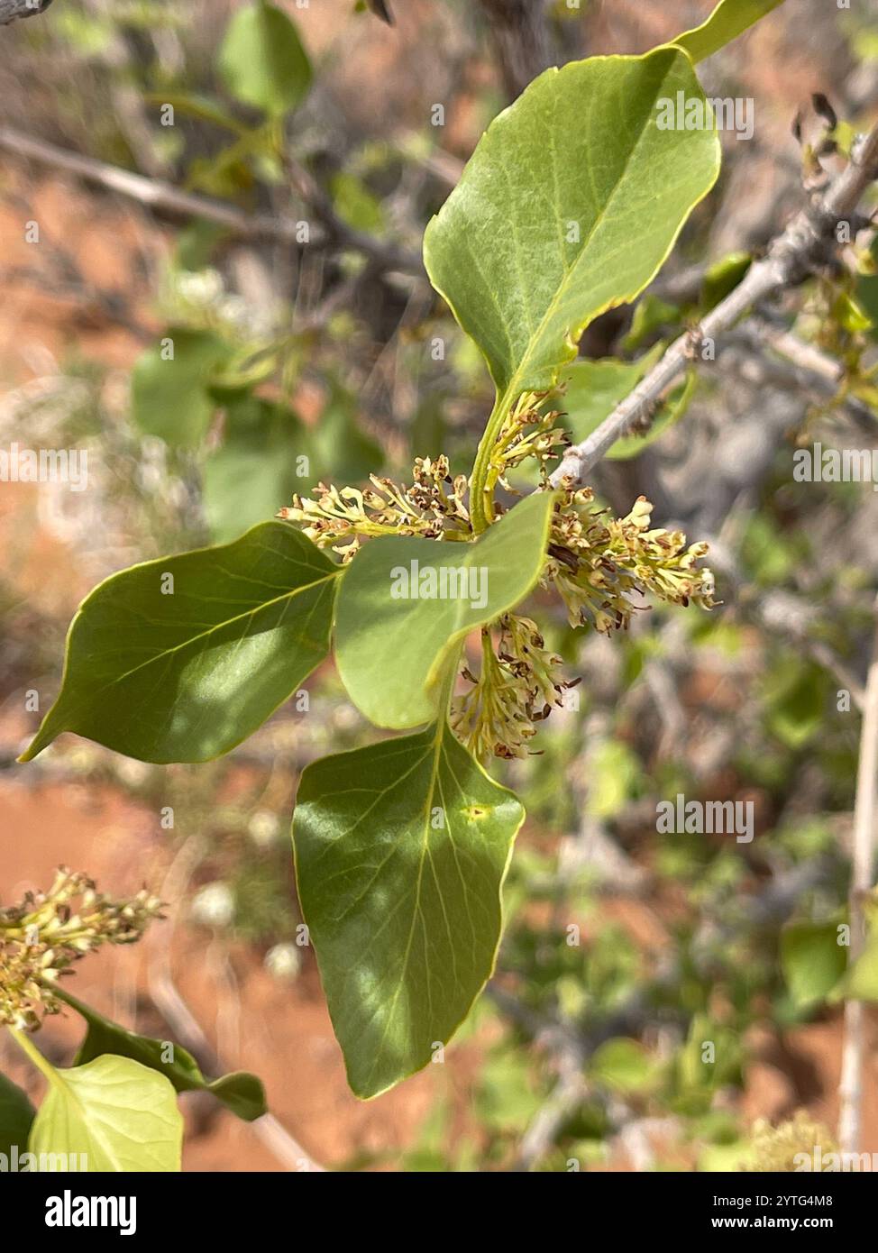 single-leaf ash (Fraxinus anomala Stock Photo - Alamy