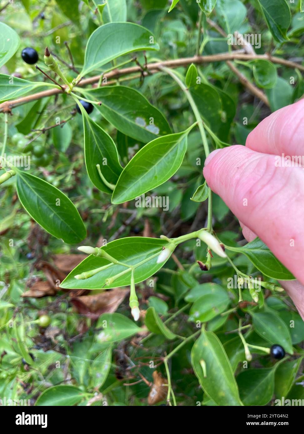 Australian wax jasmine (Jasminum simplicifolium Stock Photo - Alamy