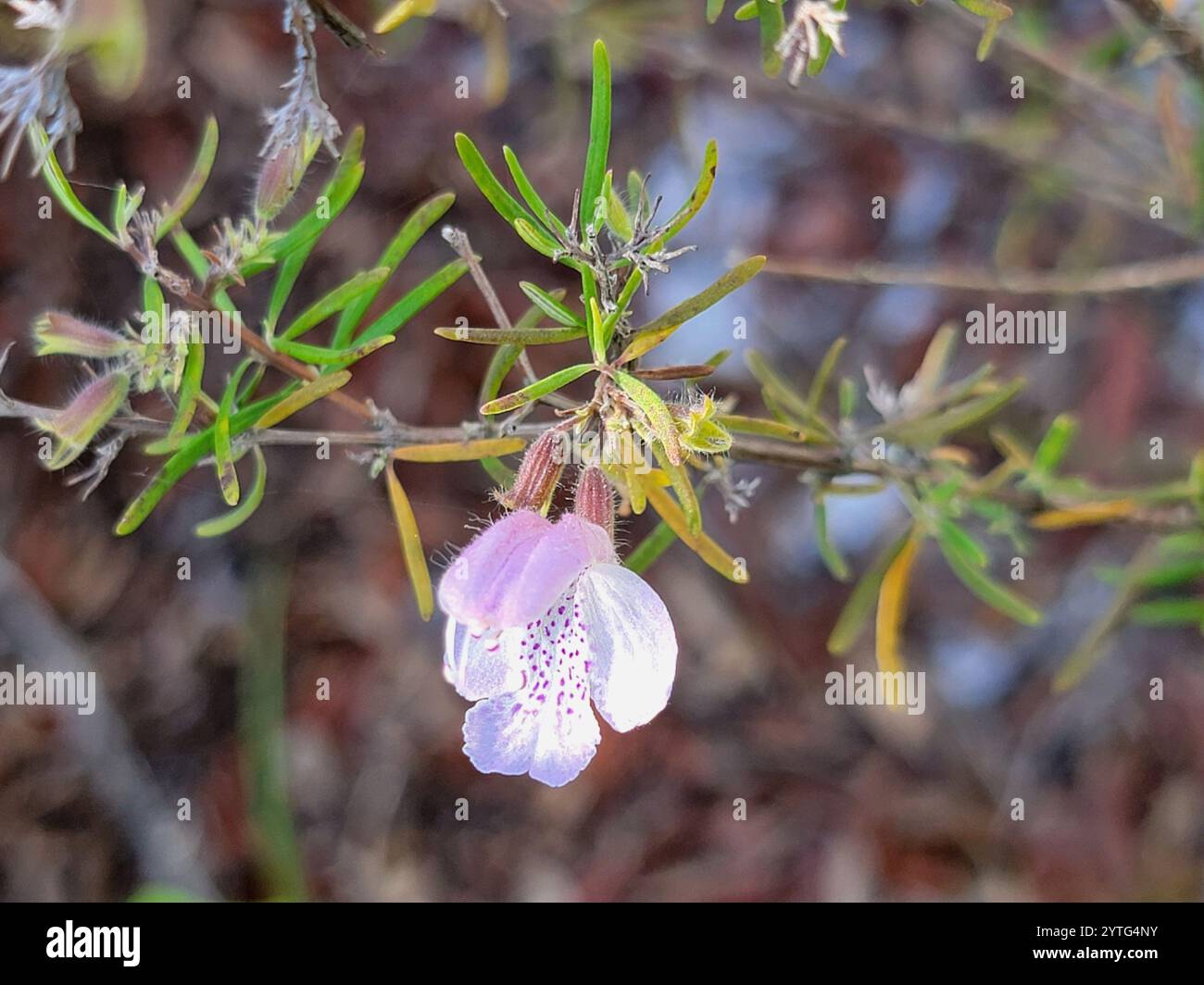 Largeflower False Rosemary (Conradina grandiflora Stock Photo - Alamy