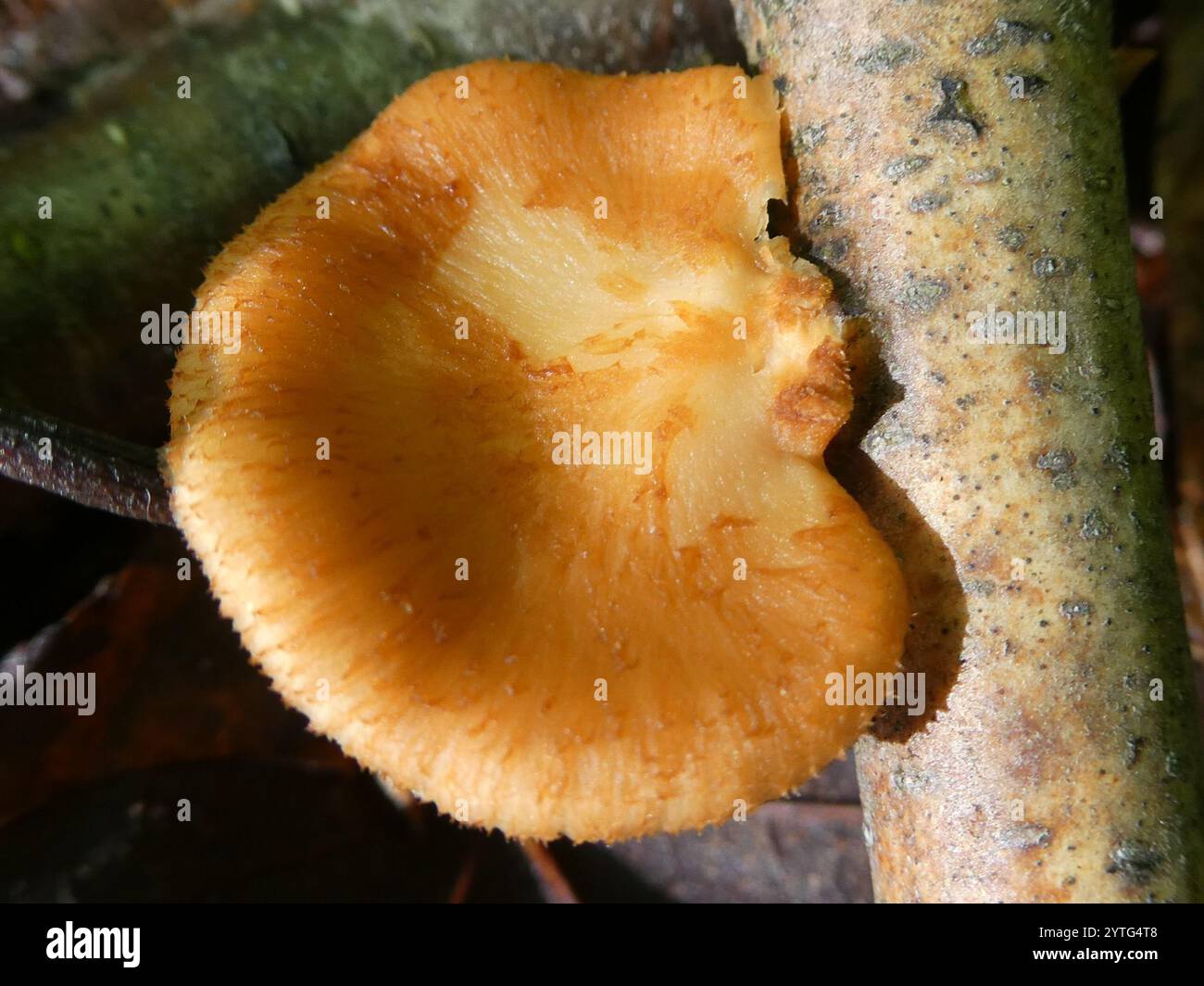 hexagonal-pored polypore (Neofavolus alveolaris Stock Photo - Alamy